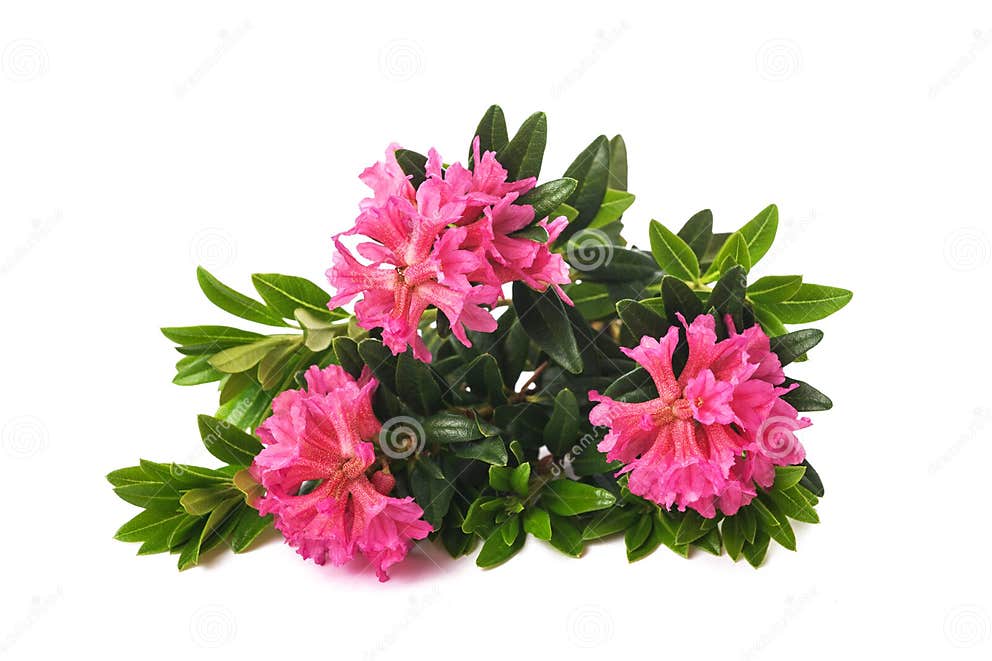 Rusty leaved alpenrose stock image. Image of isolated - 282319563
