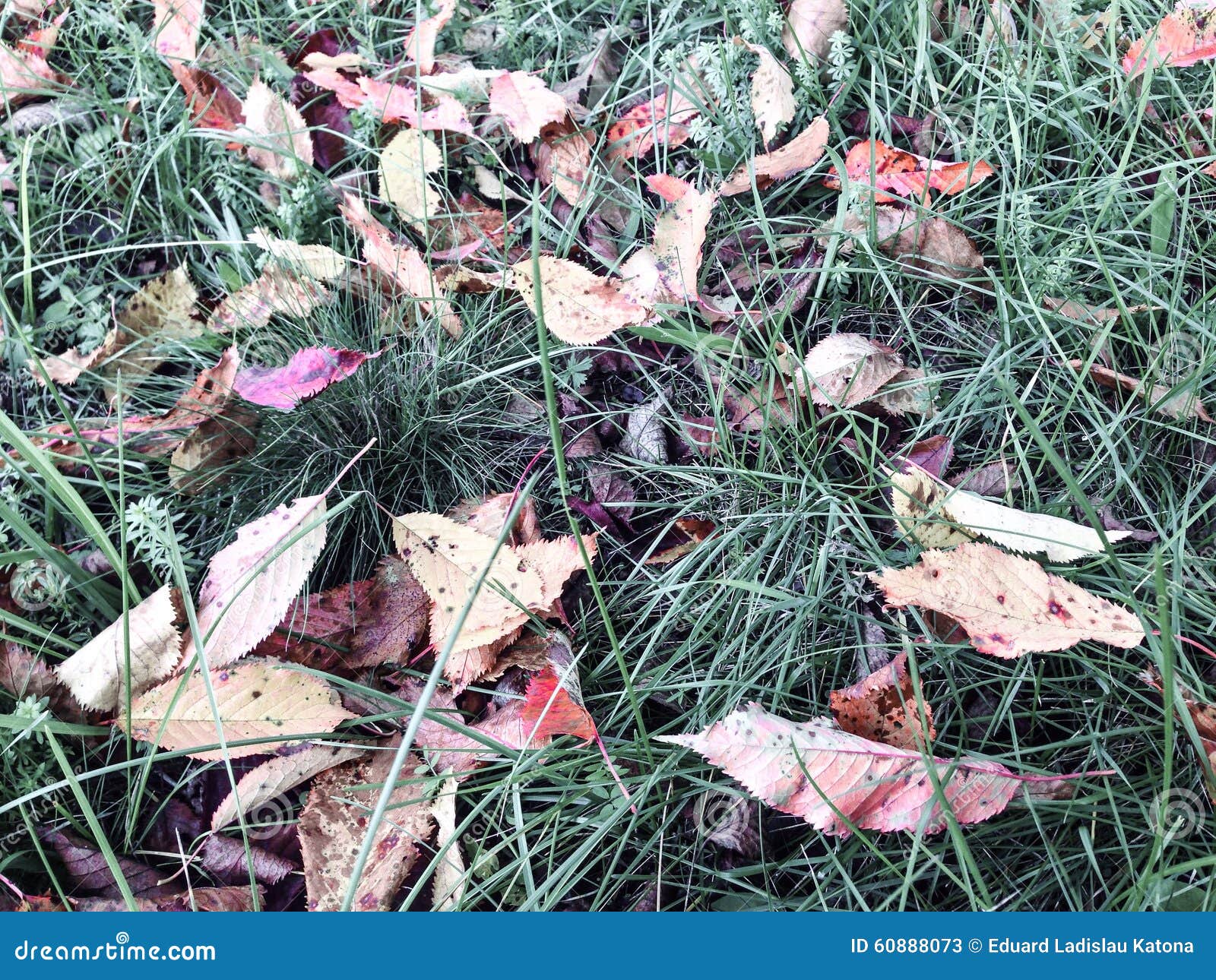 Rusty leaves stock image. Image of rusty, leaves, pastel - 60888073