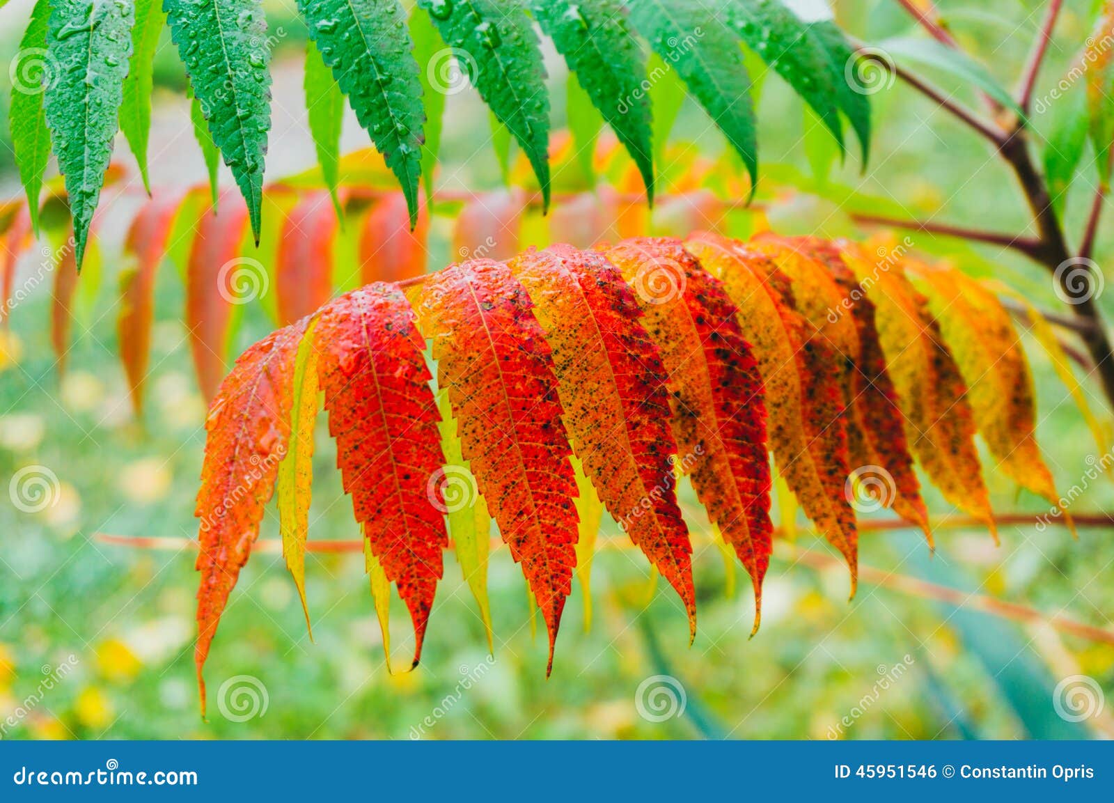 Rusty leaves stock photo. Image of decaying, drops, nature - 45951546