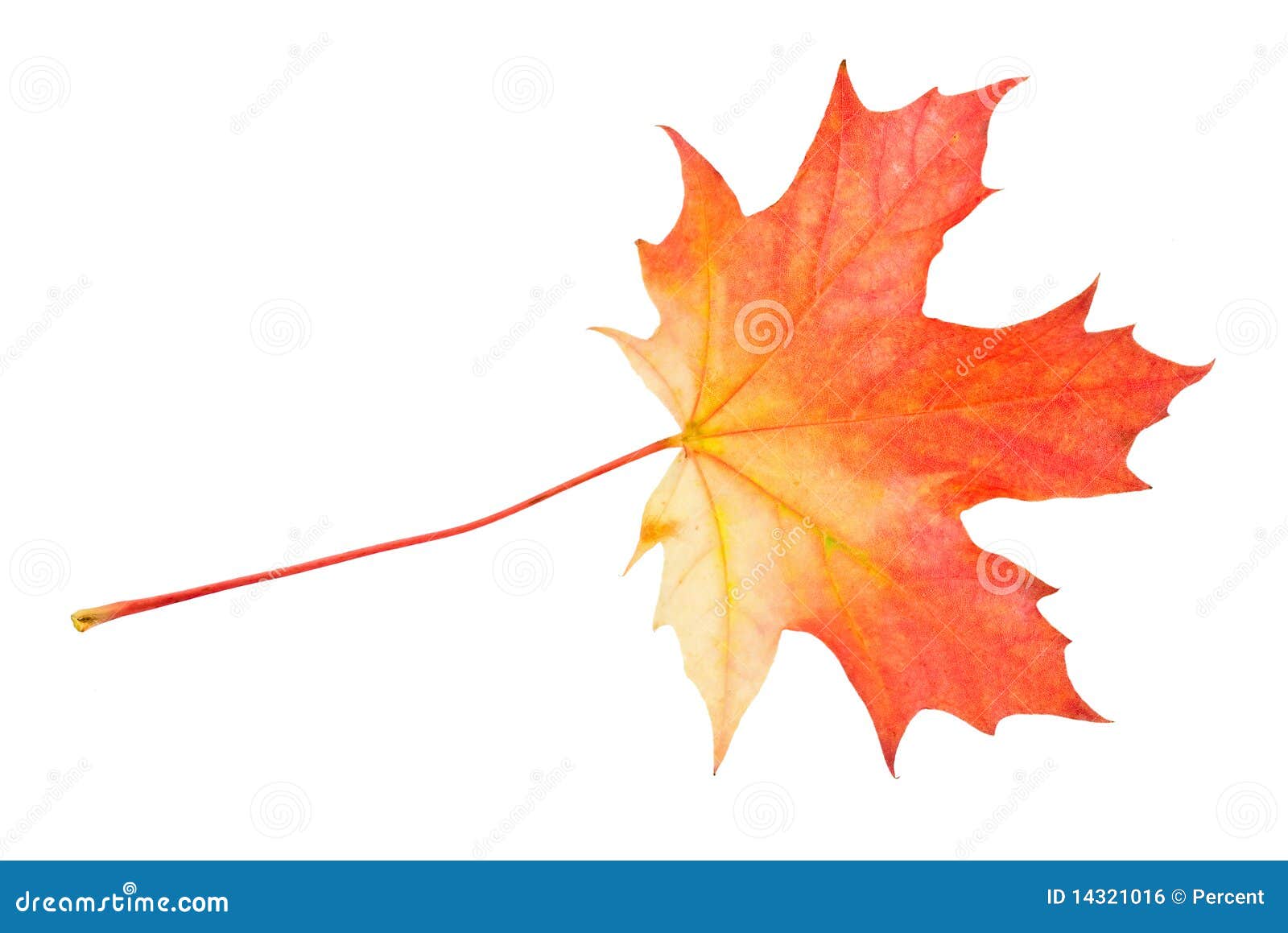 Rusty maple leaf stock photo. Image of season, color - 14321016