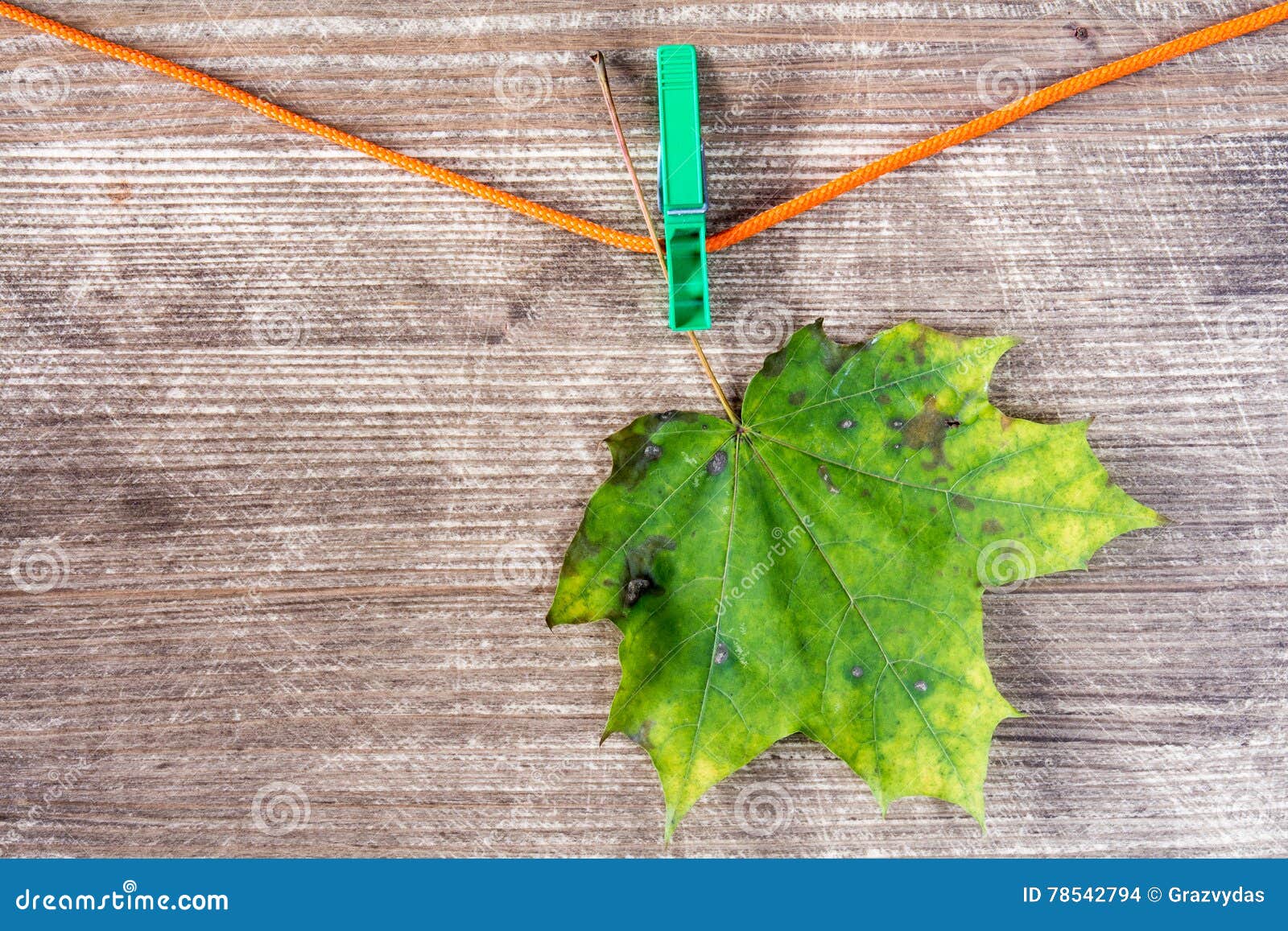 Rusty Maple Leaf Hanging on Rope Stock Photo - Image of autumn, fall ...