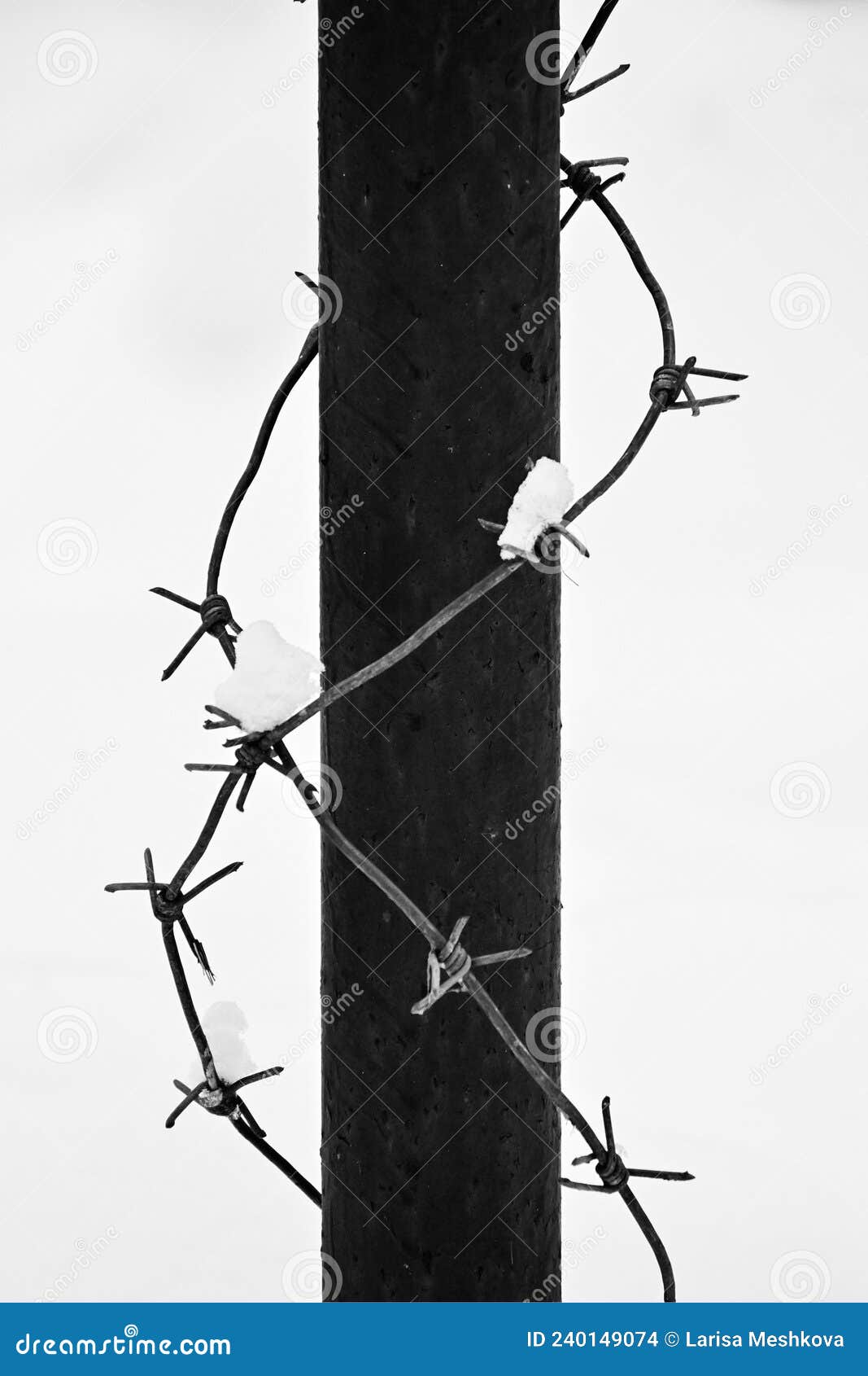 The Rusty Metal Fence Post is Wrapped with Barbed Wire. Stock Photo ...