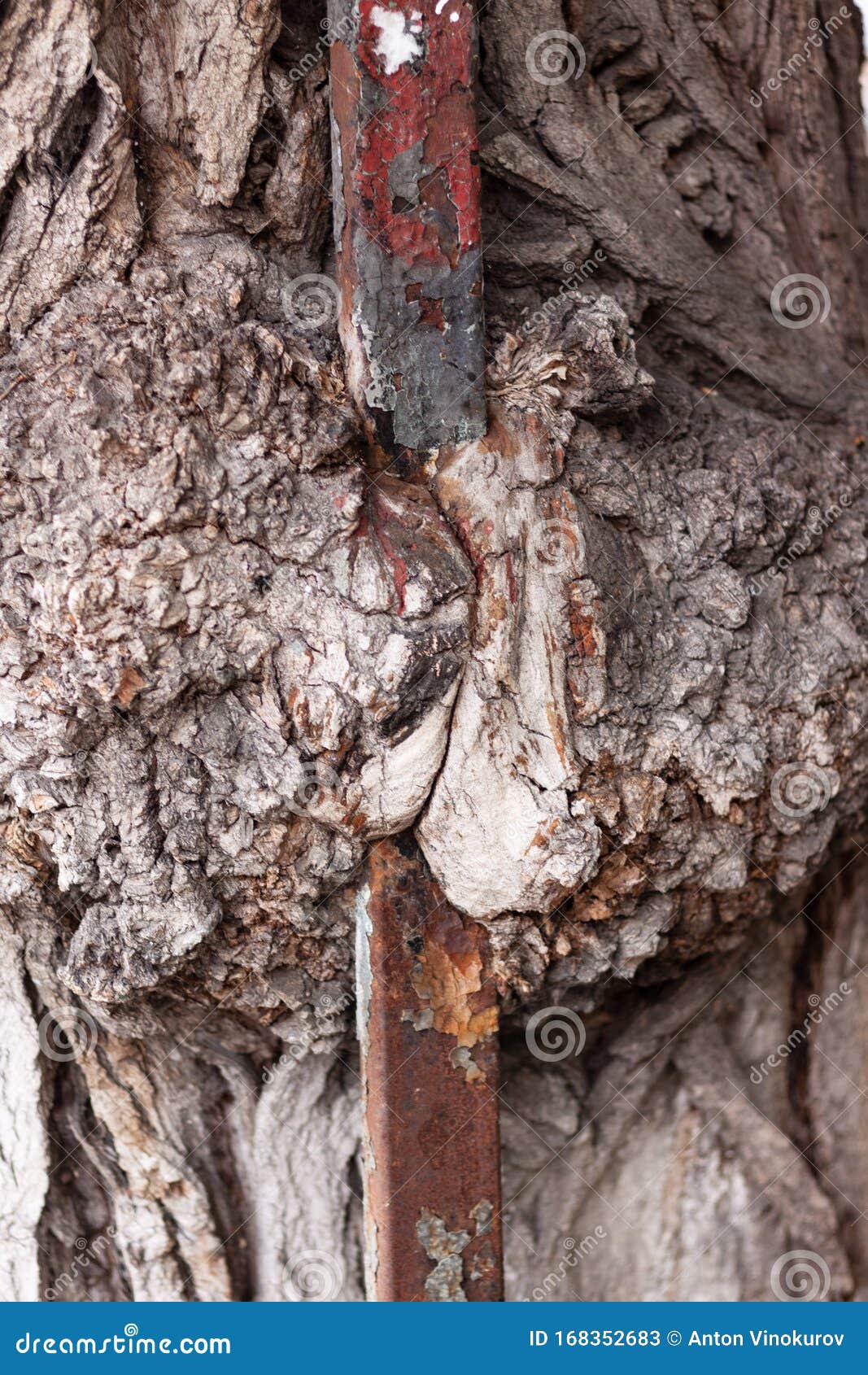 A Rusty Metal Rod Over Which a Tree Had Sprouted Stock Image - Image of ...