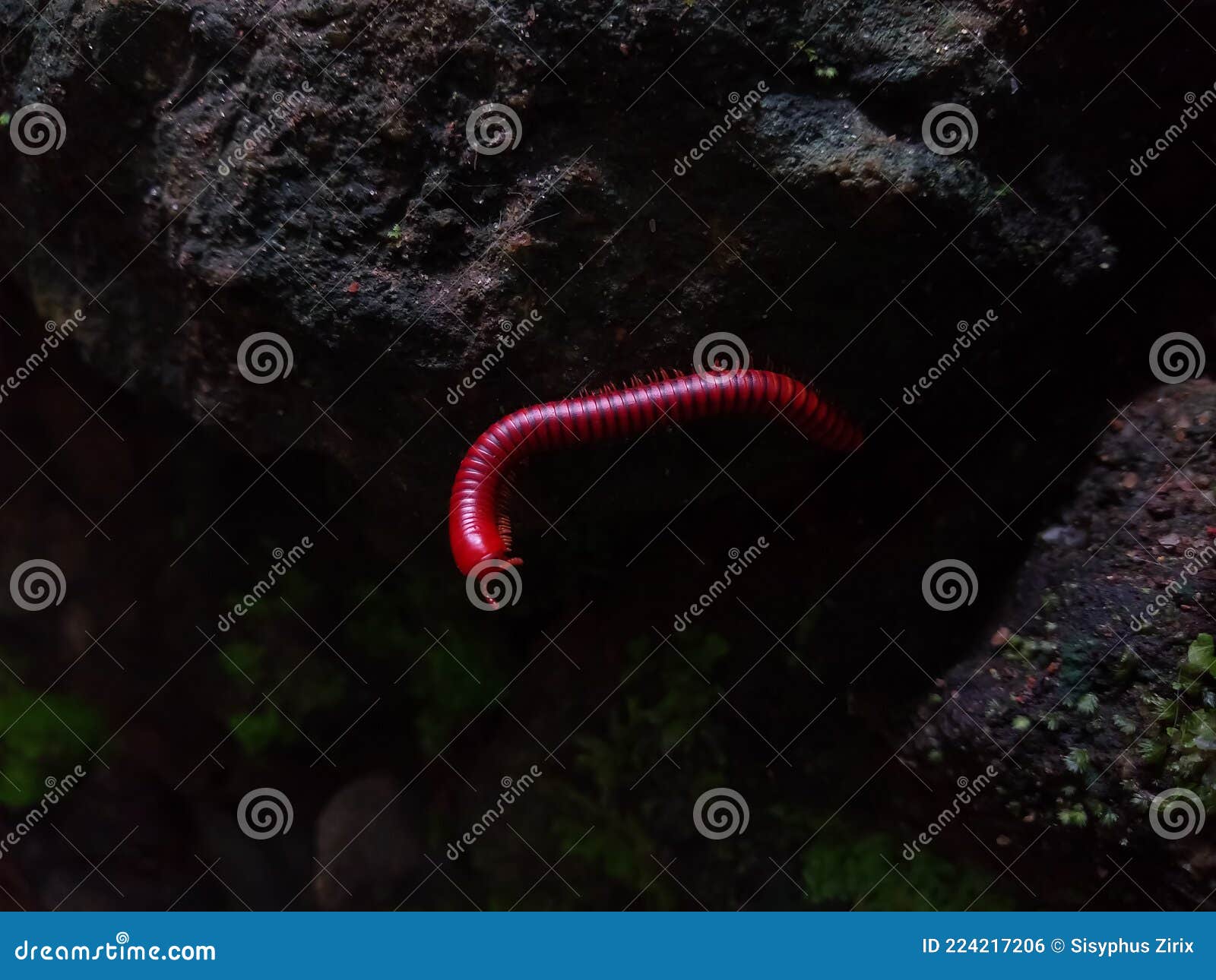 The Rusty Millipede (Trigoniulus Corallinus) or Common Asian Millipede ...