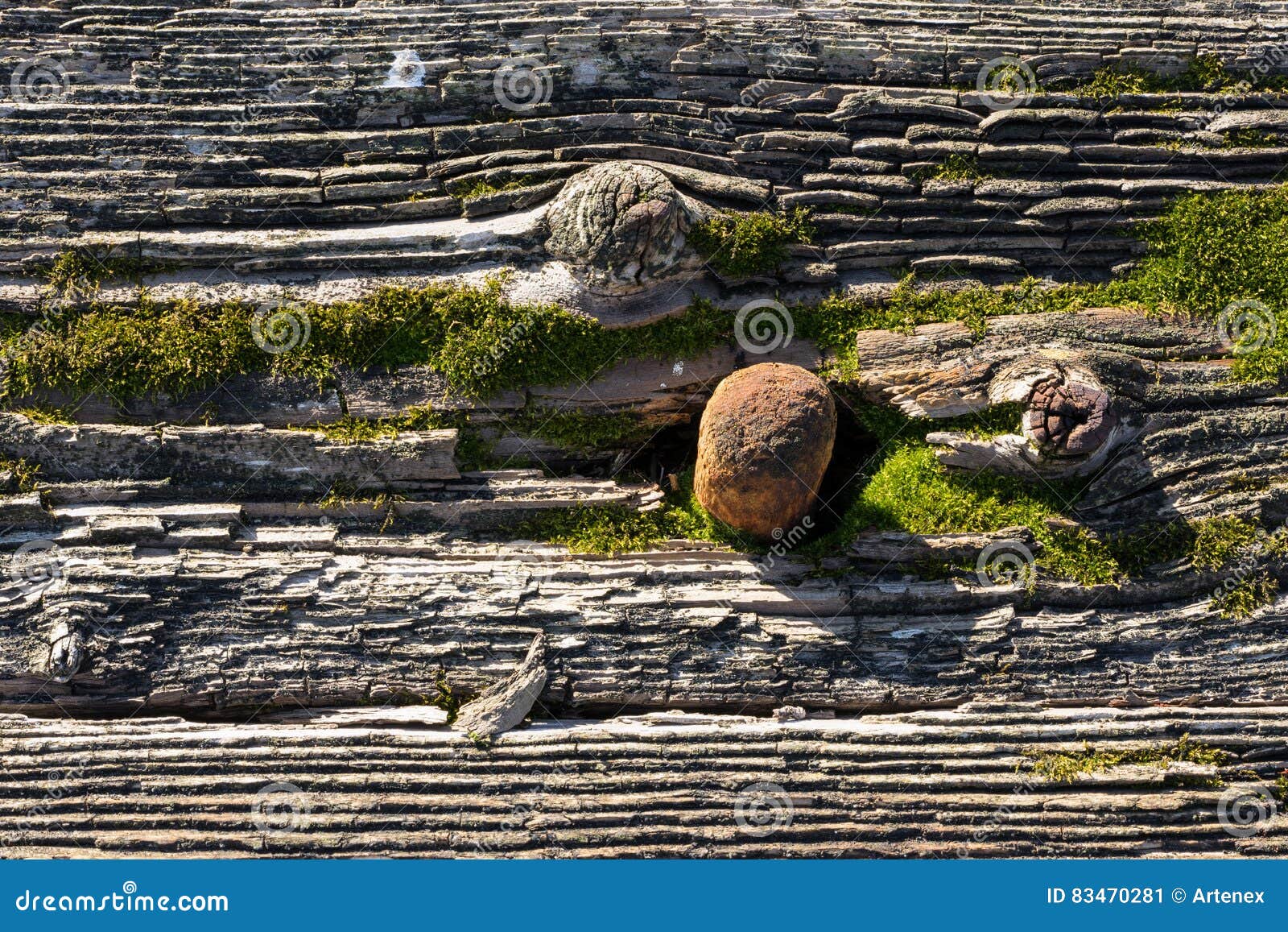 Rusty Nail in Mossy Rotten Wood. Stock Image - Image of boat, nature ...