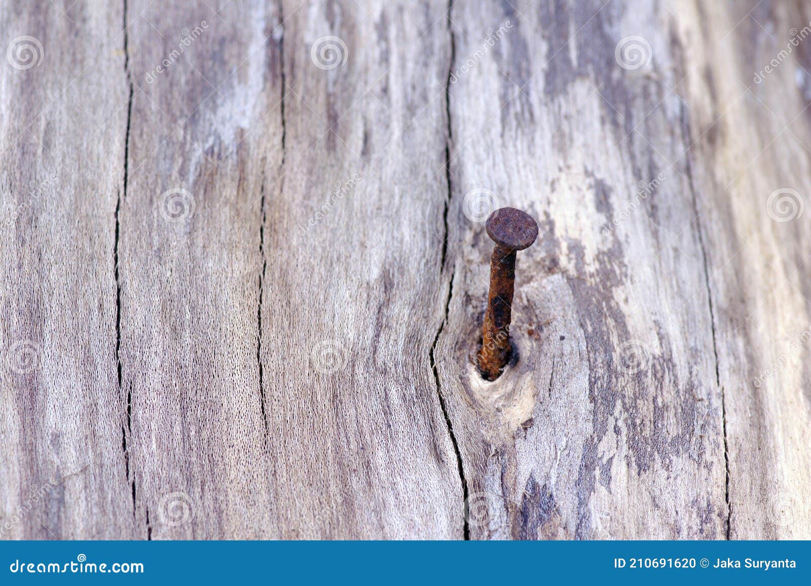A Rusty Nail Stucks in an Old Tree Trunk Stock Photo - Image of nail ...