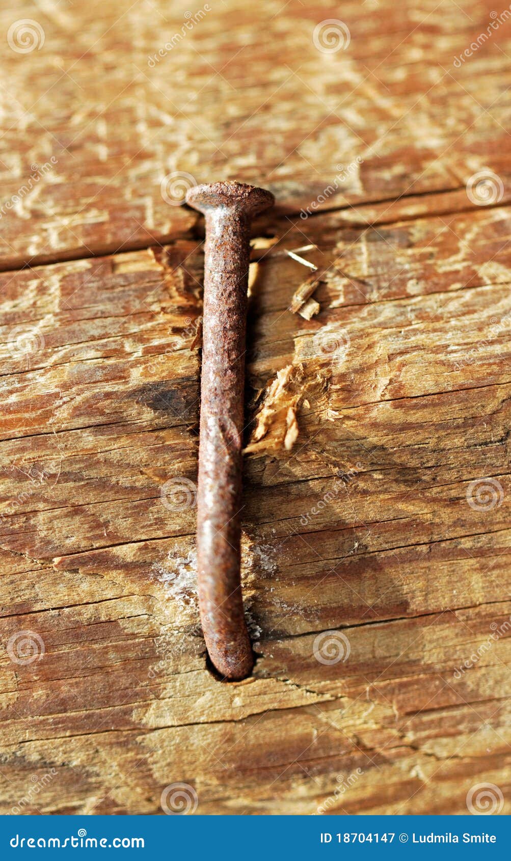 Rusty nail in wood. stock image. Image of wood, timber - 18704147