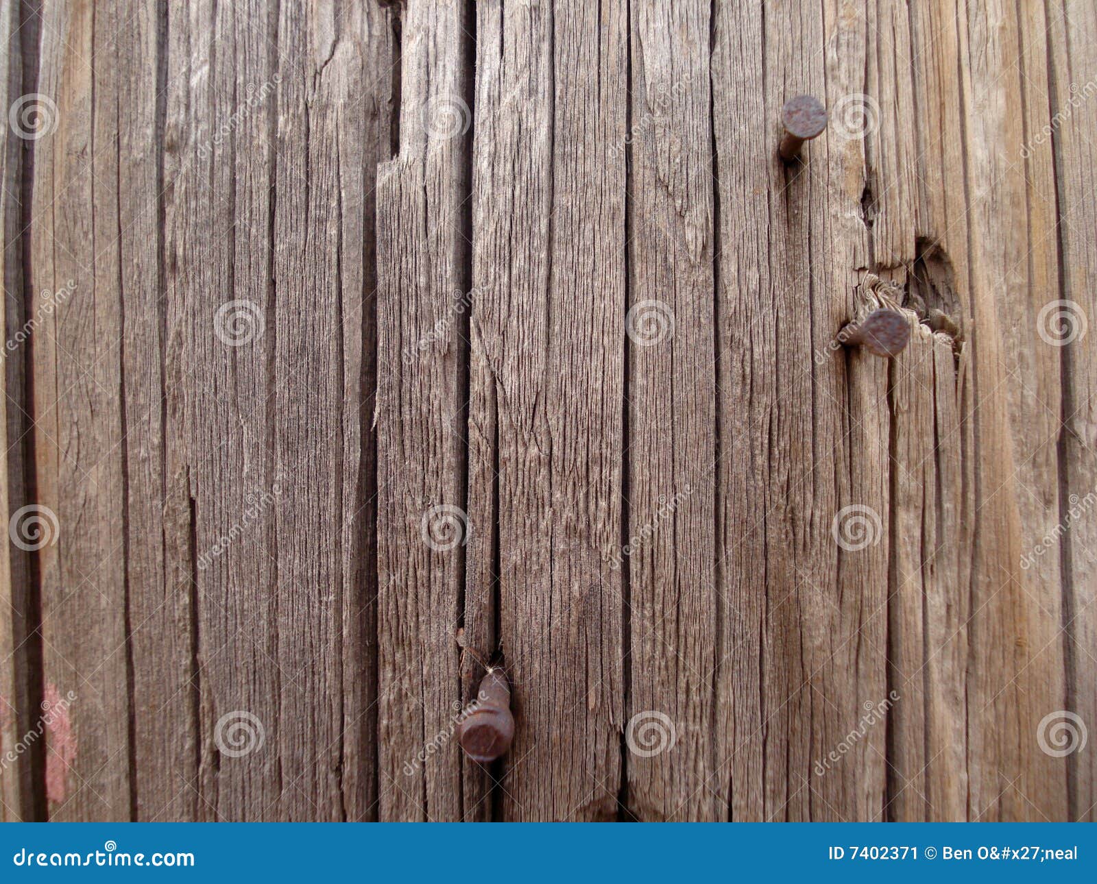 Rusty Nails In Tree Royalty-Free Stock Photography | CartoonDealer.com ...