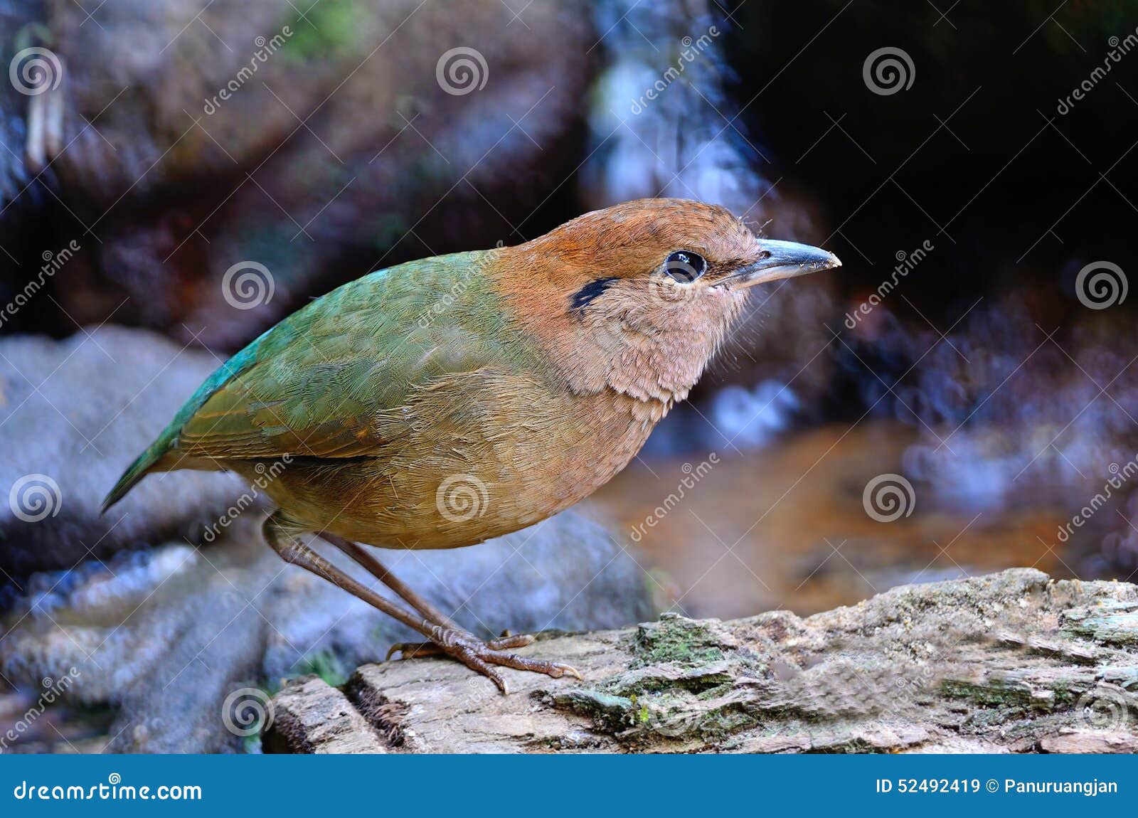 Rusty-naped Pitta stock image. Image of alert, crown - 52492419