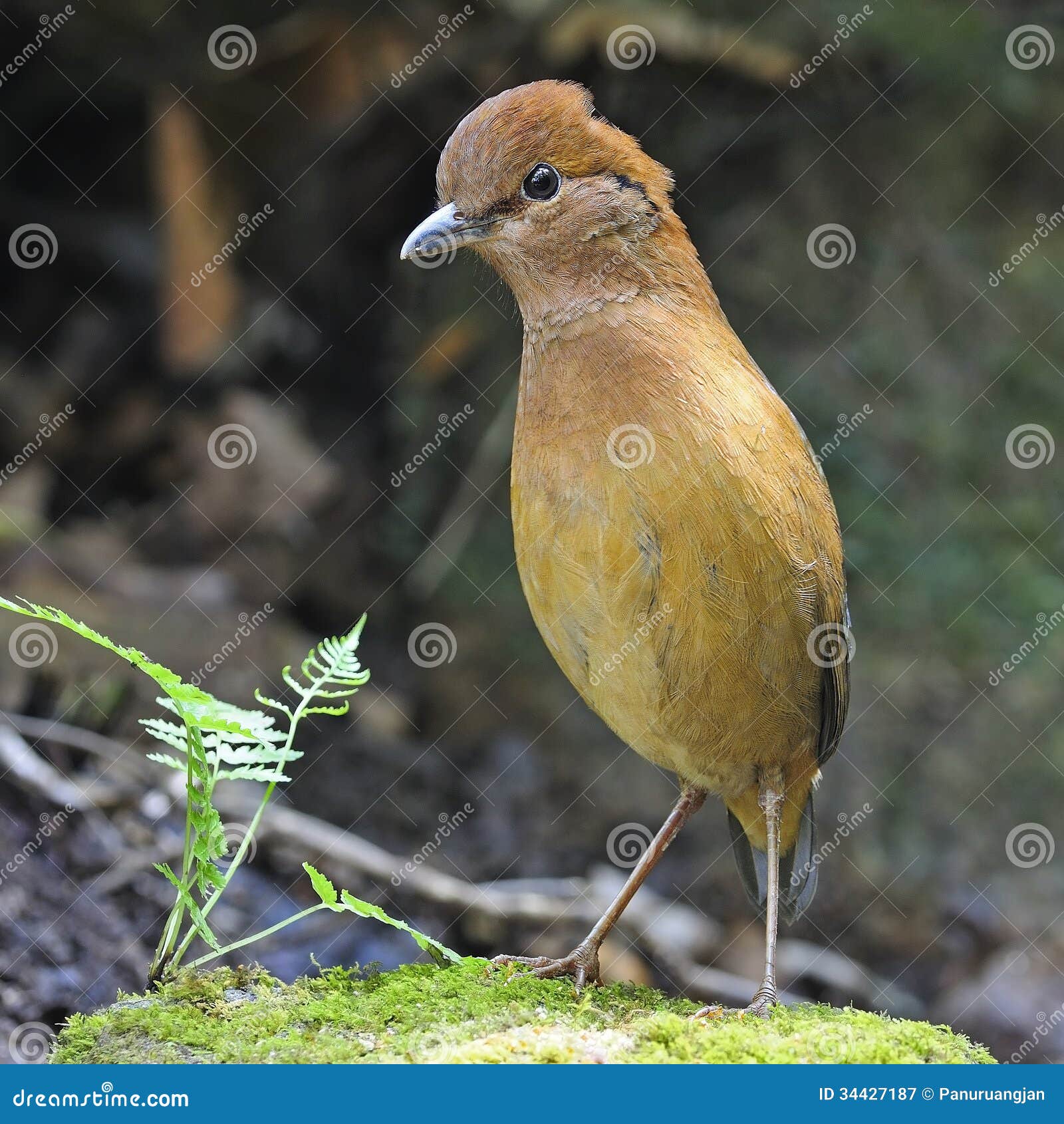 Rusty-naped Pitta stock image. Image of rusty, uncommon - 34427187