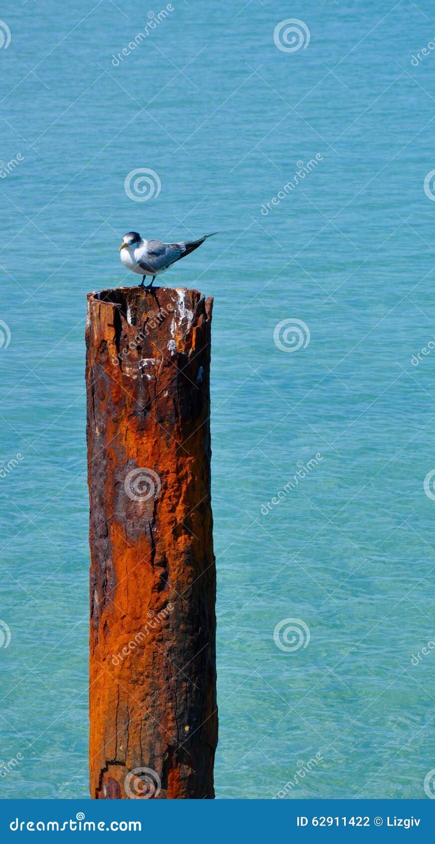 Rusty Ocean Piling with Crested Tern Stock Photo - Image of isolated ...