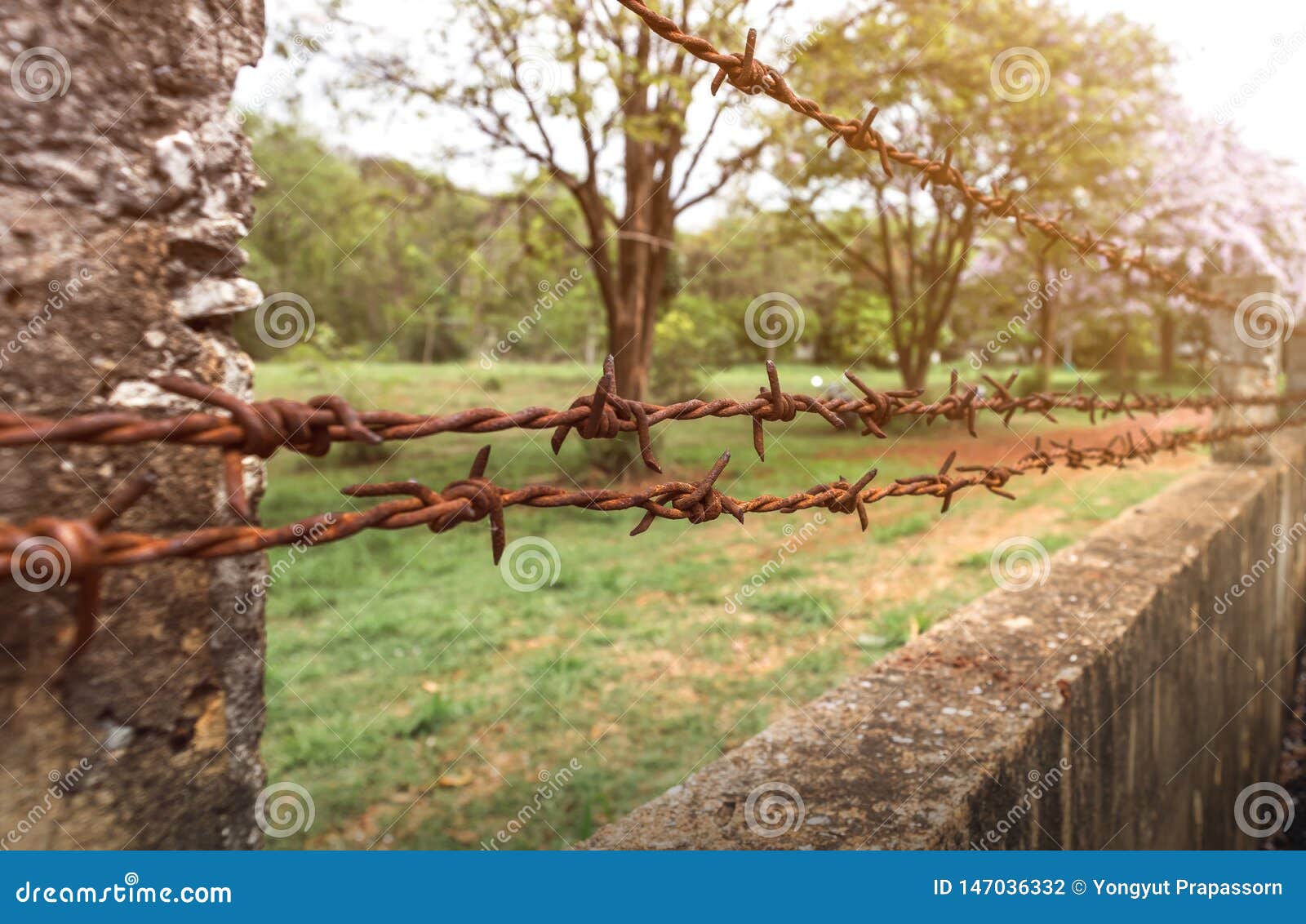 Rusty Old Barbed Wire Fence on Wall Stock Photo - Image of military ...