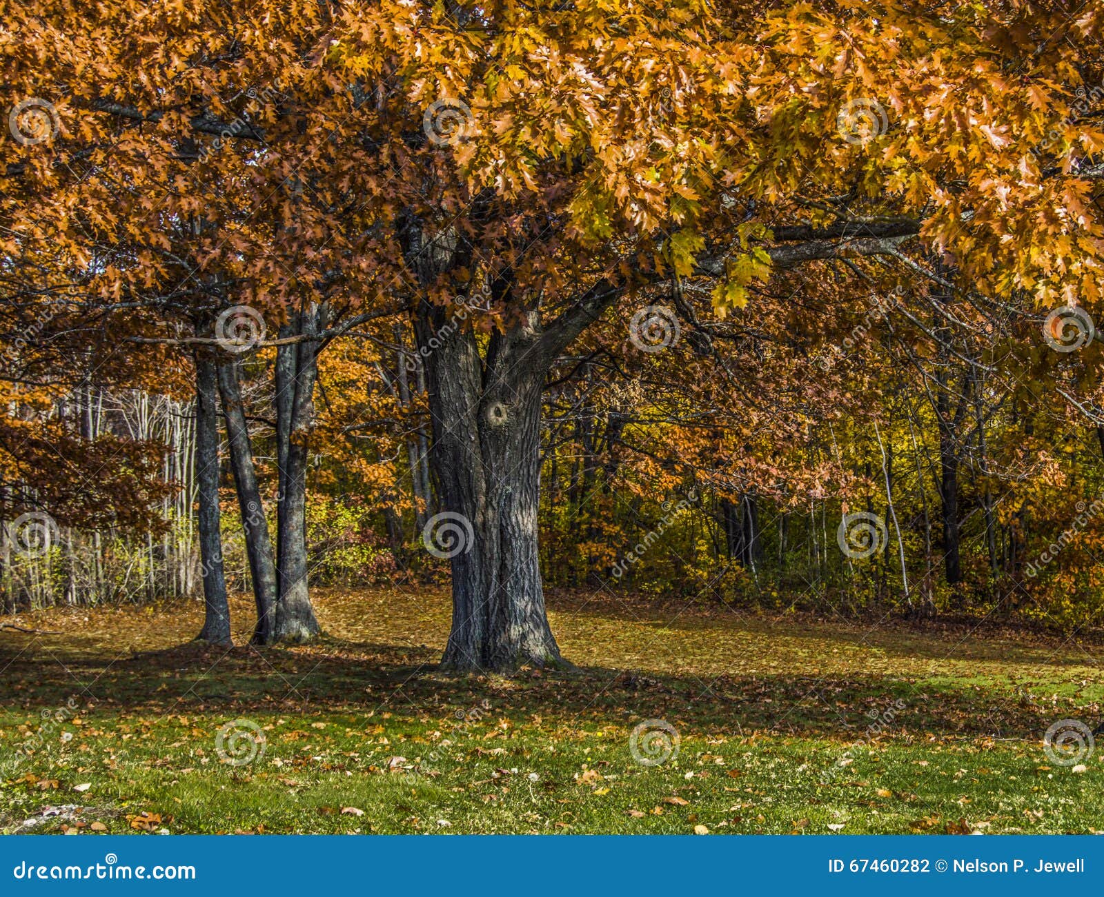 Rusty Orange Oak Leaves Late Fall Stock Photos - Free & Royalty-Free ...