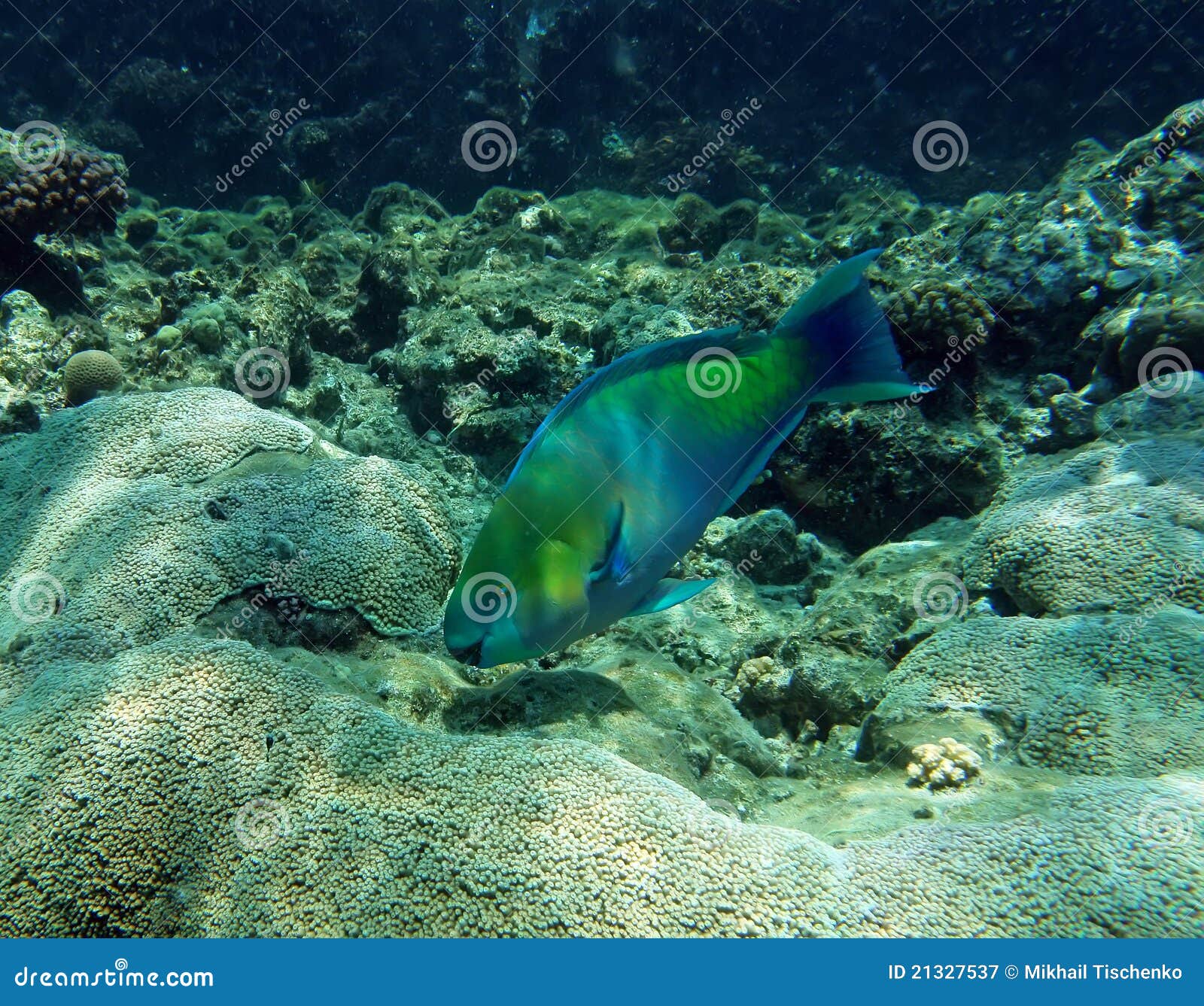 Rusty parrot fish stock image. Image of pursuit, aquarium - 21327537