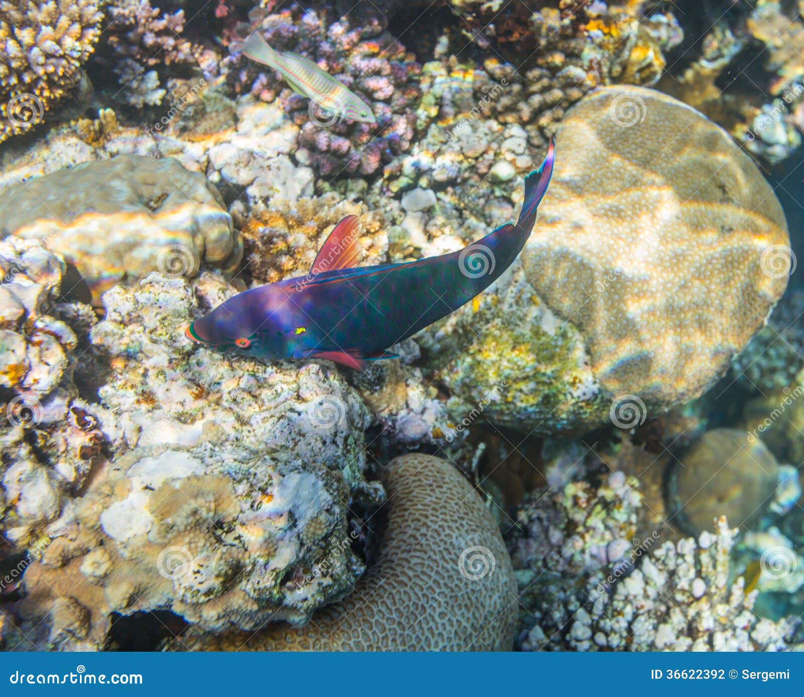 Rusty Parrotfish stock photo. Image of swim, animalia - 36622392