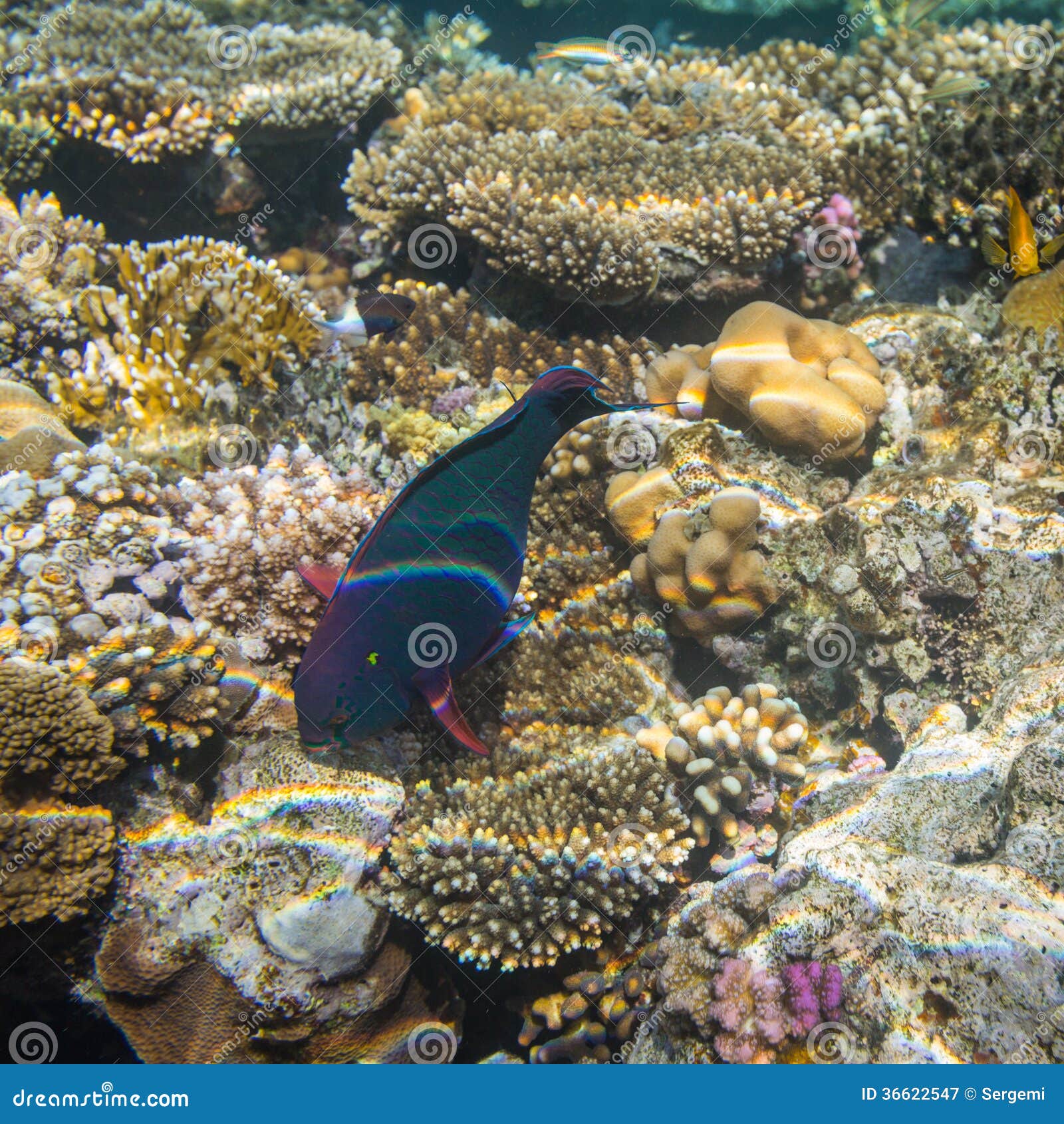 Rusty Parrotfish stock image. Image of fish, perciformes - 36622547