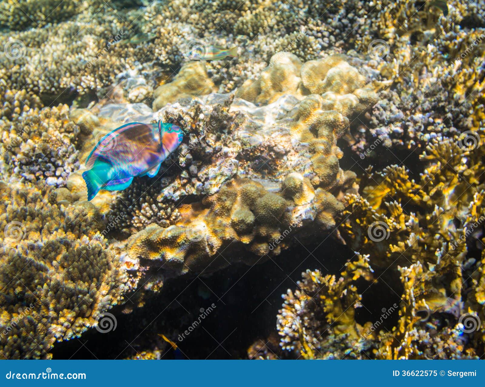 Rusty Parrotfish stock image. Image of rope, animalia - 36622575