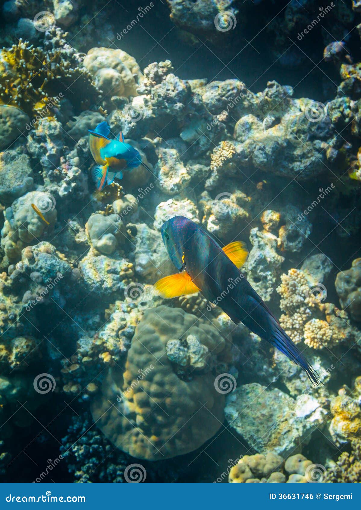 Rusty Parrotfish stock photo. Image of ocean, underwater - 36631746