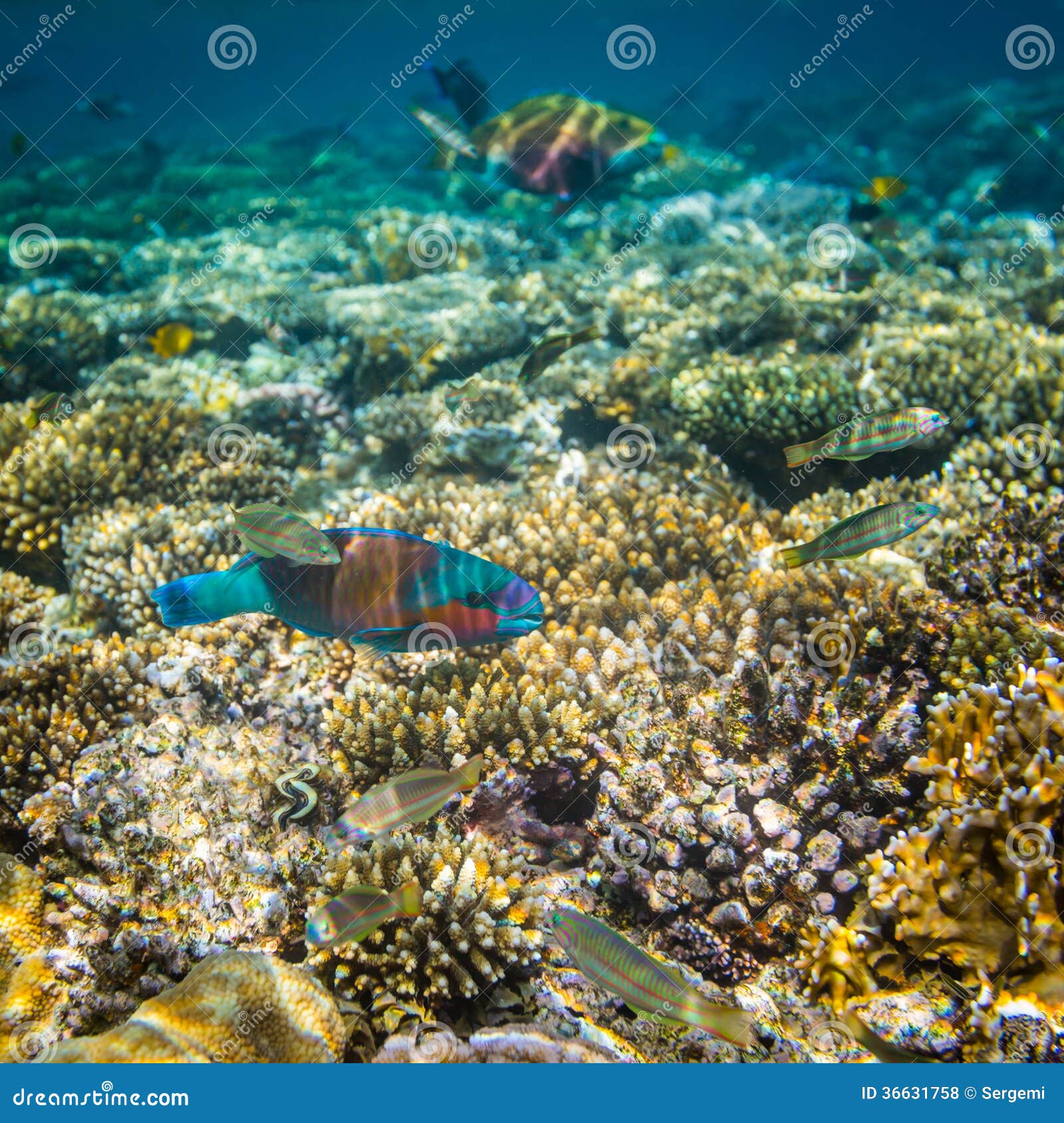 Rusty Parrotfish stock photo. Image of swimming, bright - 36631758