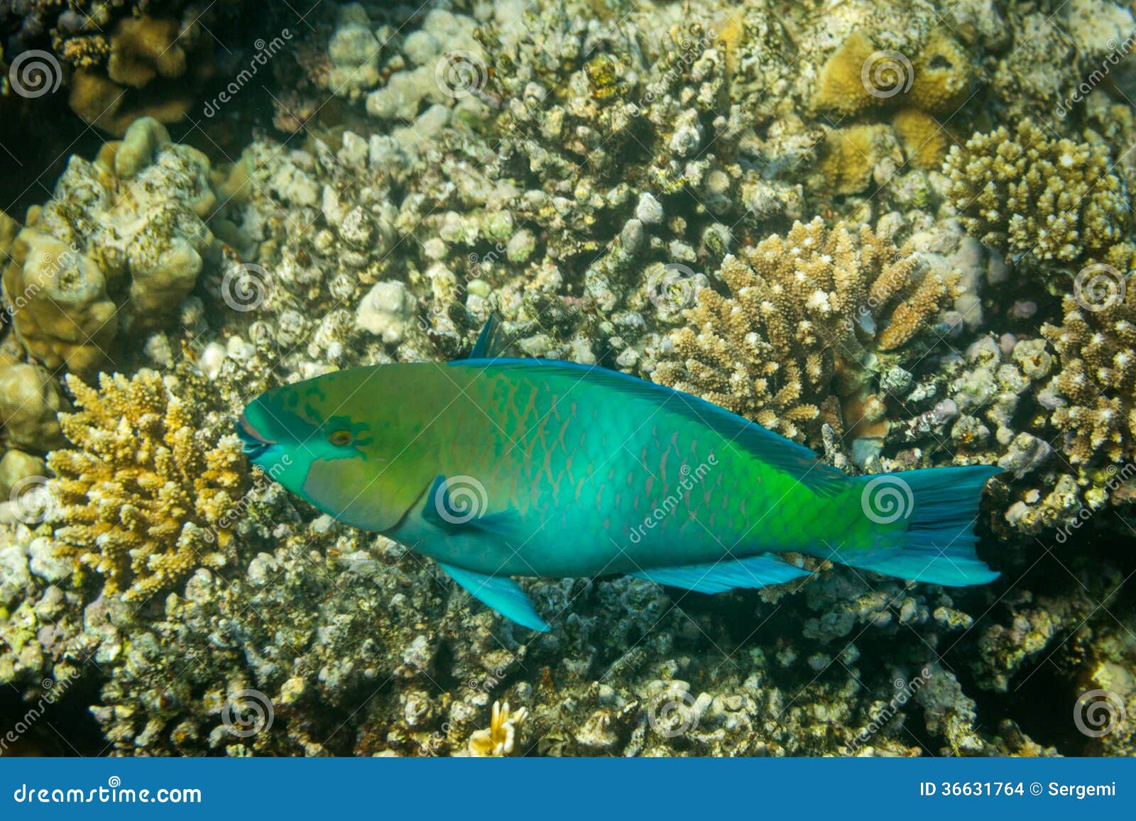 Rusty Parrotfish stock photo. Image of ocean, elsheikh - 36631764