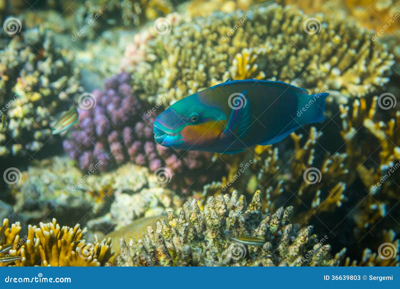 Rusty Parrotfish stock image. Image of swim, egypt, perciformes - 36639803