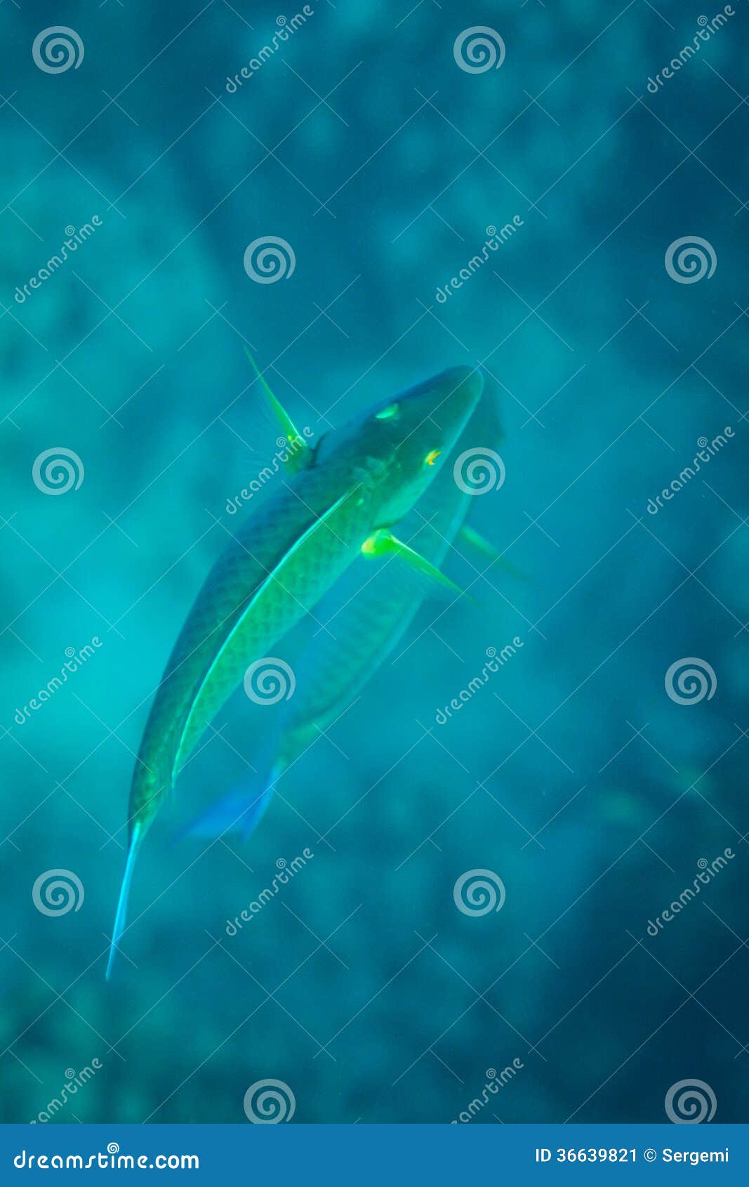 Rusty Parrotfish stock image. Image of scaridae, fish - 36639821
