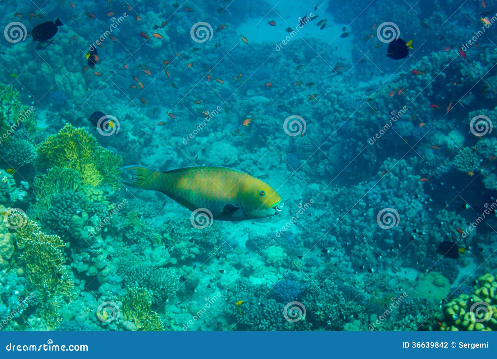 Rusty Parrotfish stock photo. Image of ocean, scaridae - 36639842