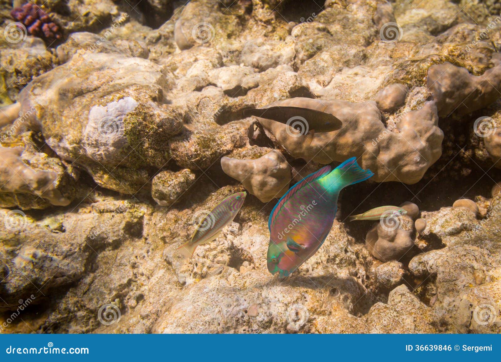 Rusty Parrotfish stock photo. Image of bottom, swim, rope - 36639846