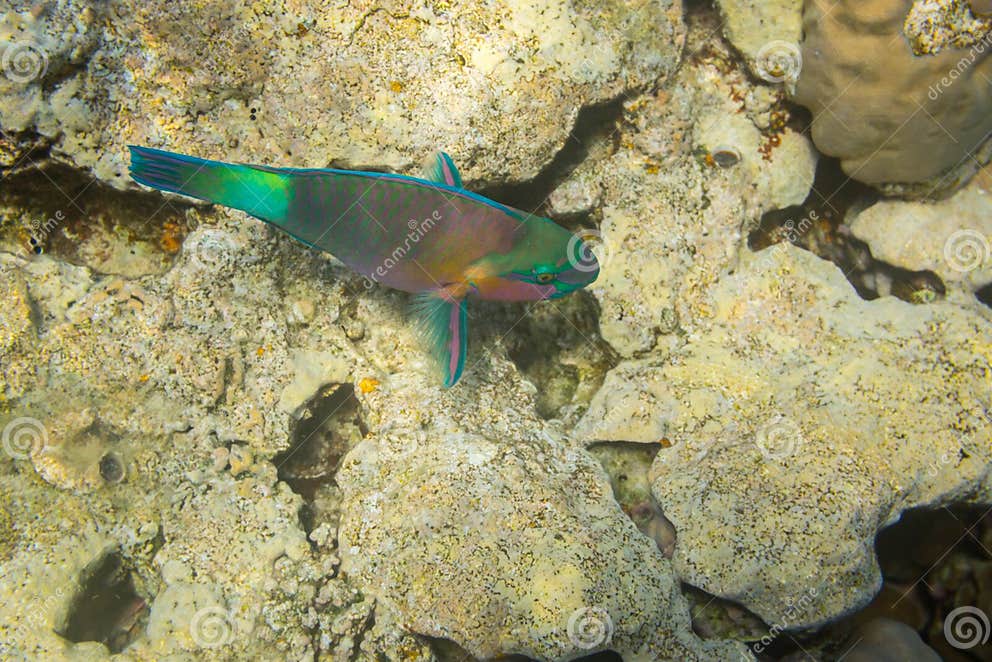 Rusty Parrotfish stock photo. Image of bright, rope, bottom - 36639848