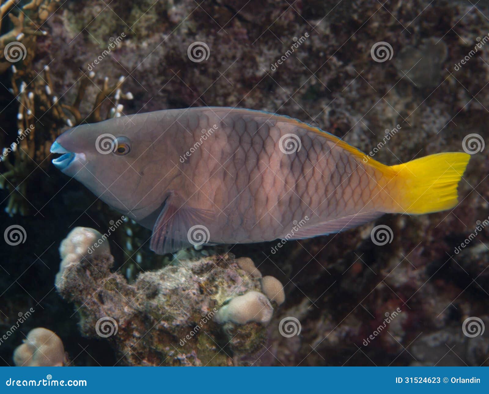 A Rusty Parrotfish Scarus Ferrugineus In The Red Sea Stock Photography ...