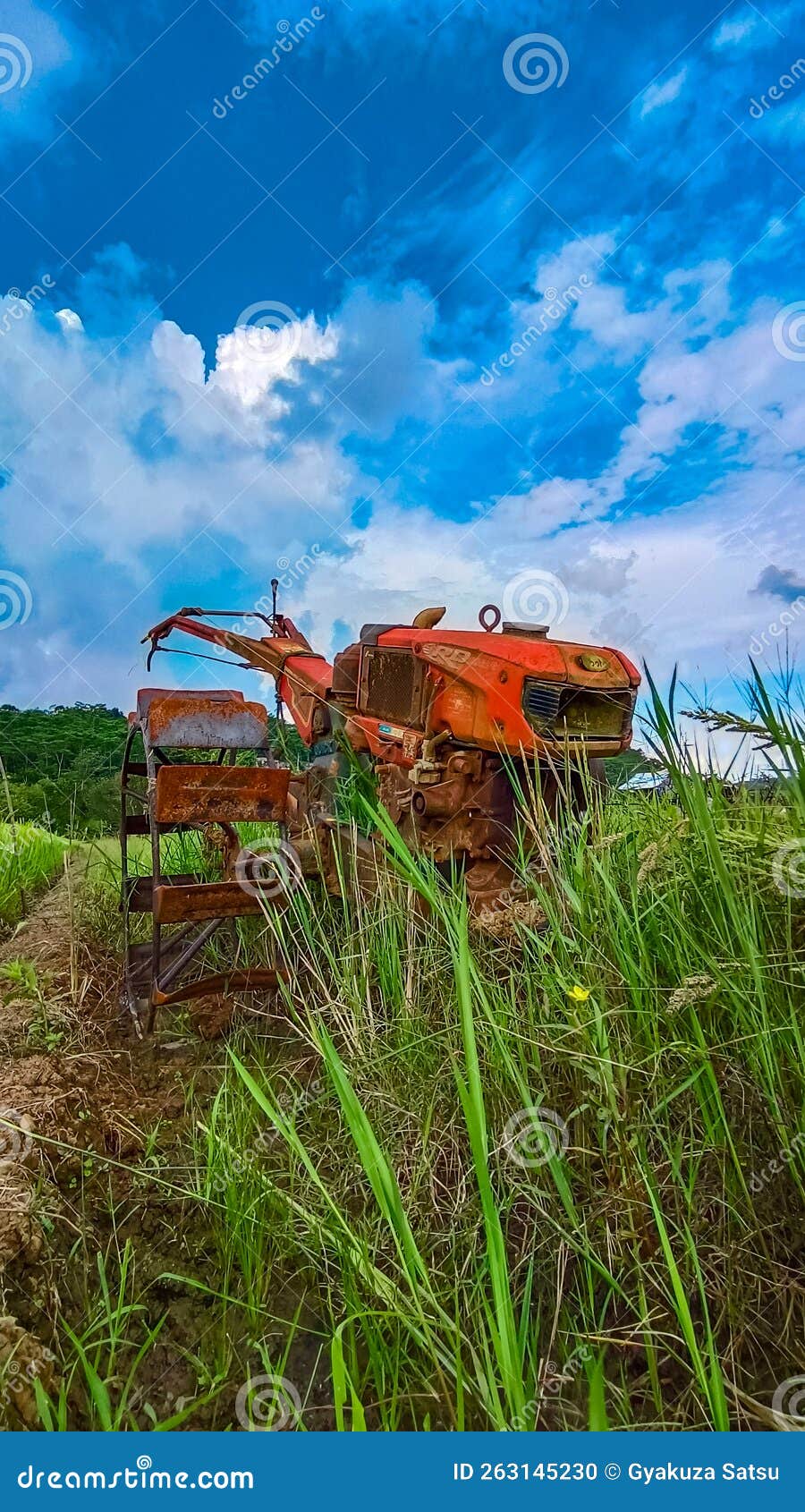 Rusty plow in paddy field stock photo. Image of farm - 263145230