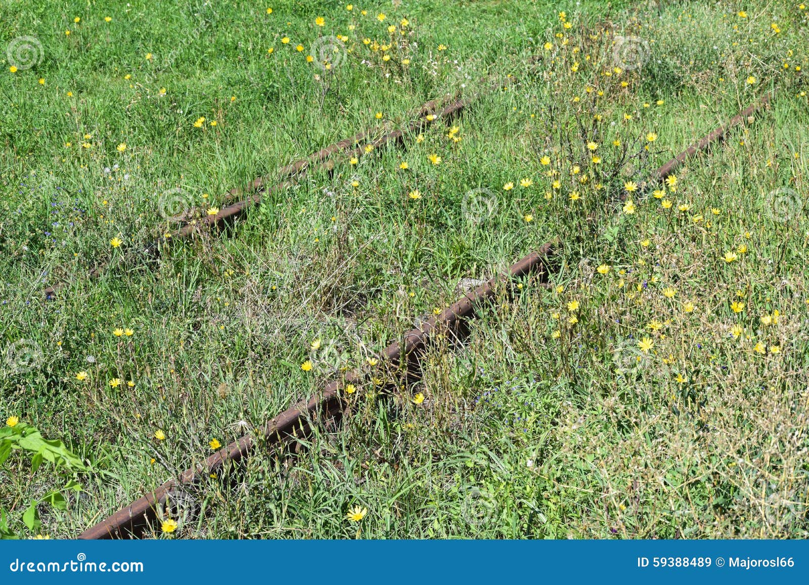 Rusty Railway Track Covered with Grass Stock Image - Image of grass ...