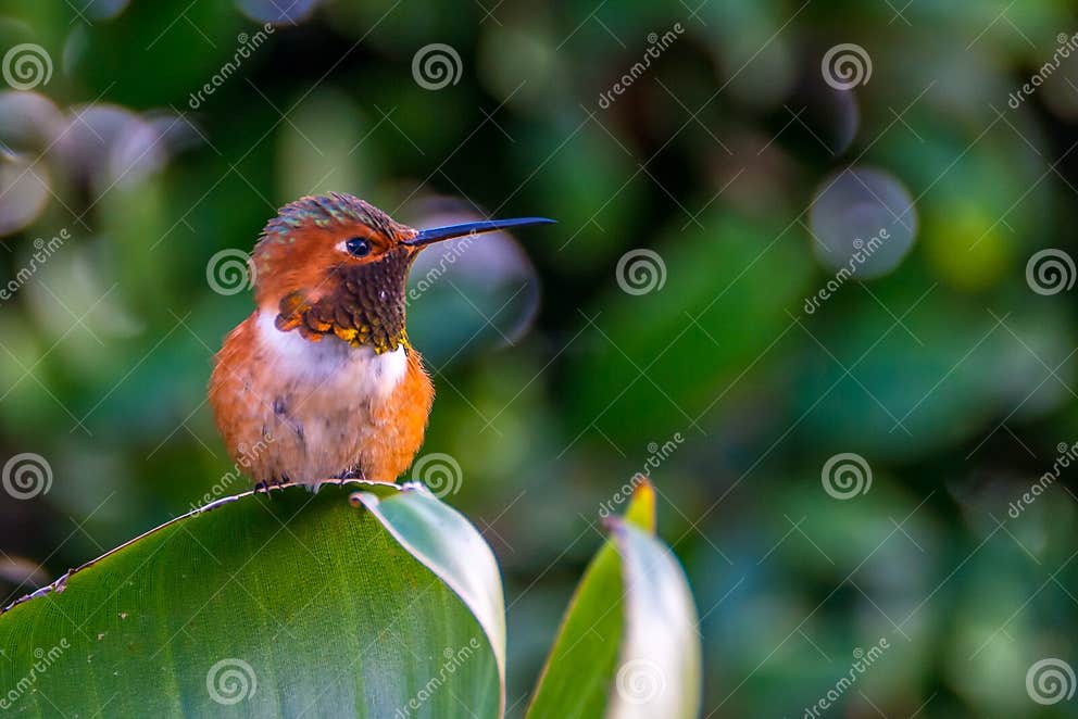 Rusty stock image. Image of rufous, bird, color, orange - 77337625