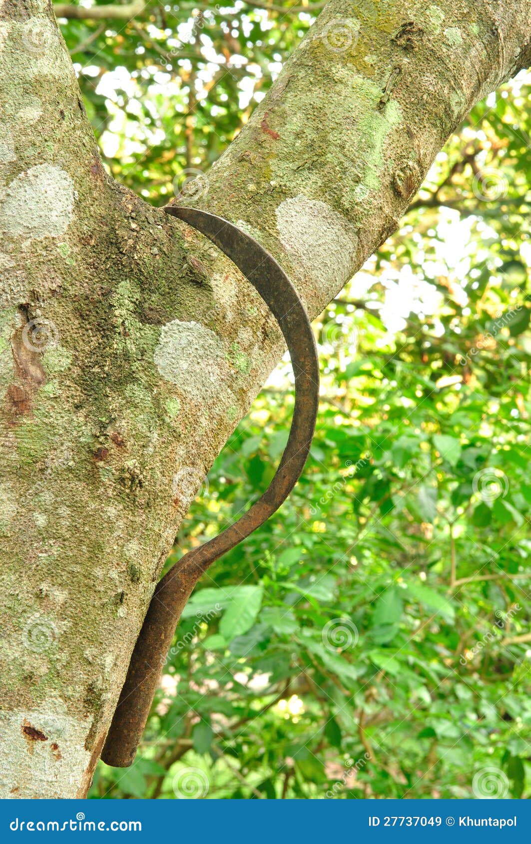 Rusty Scythe on Branch Tree in Farm Stock Image - Image of antique ...