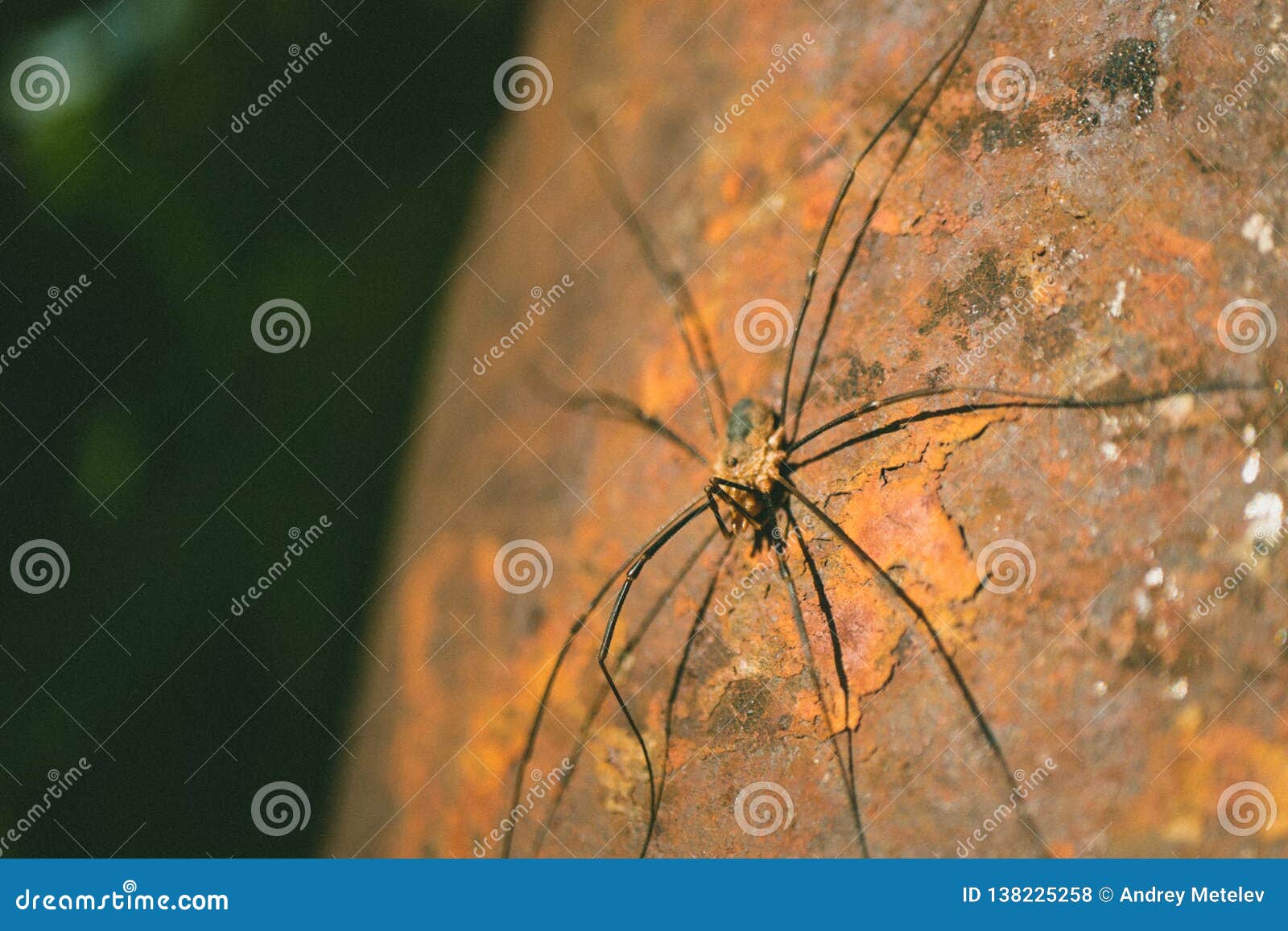 On a Rusty Semicircular Pipe Sits a Spider with Long Legs, a Spider in ...