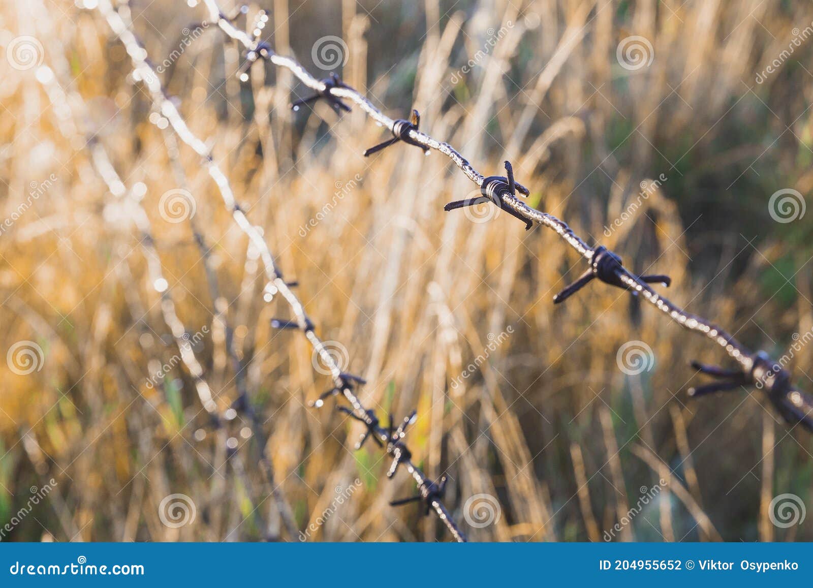 Rusty Spike of Barbed Wire Spike at Sunrise Stock Photo - Image of ...