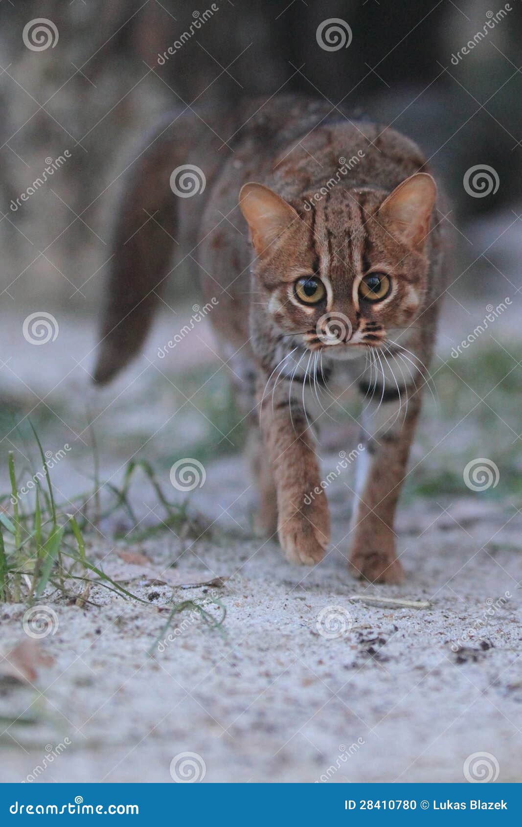 Rusty-spotted cat stock photo. Image of nature, lanka - 28410780