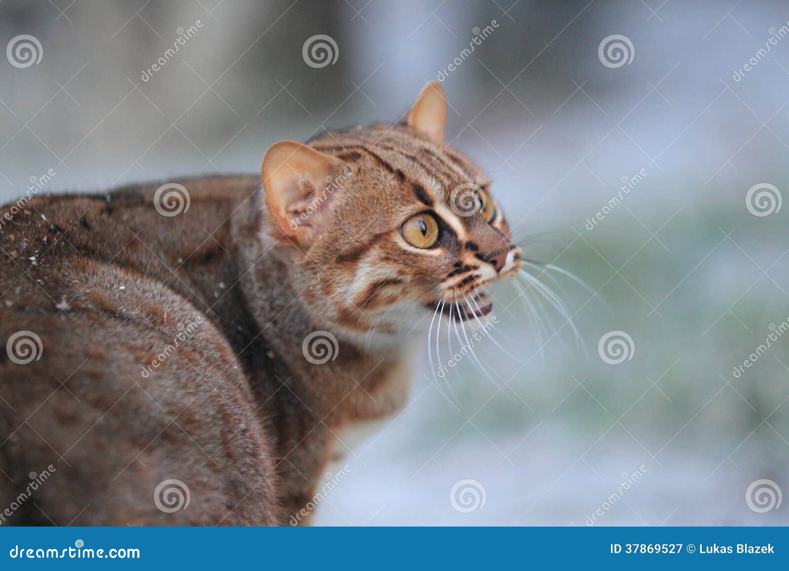 Rusty-spotted cat stock image. Image of soil, lanka, rubiginosus - 37869527
