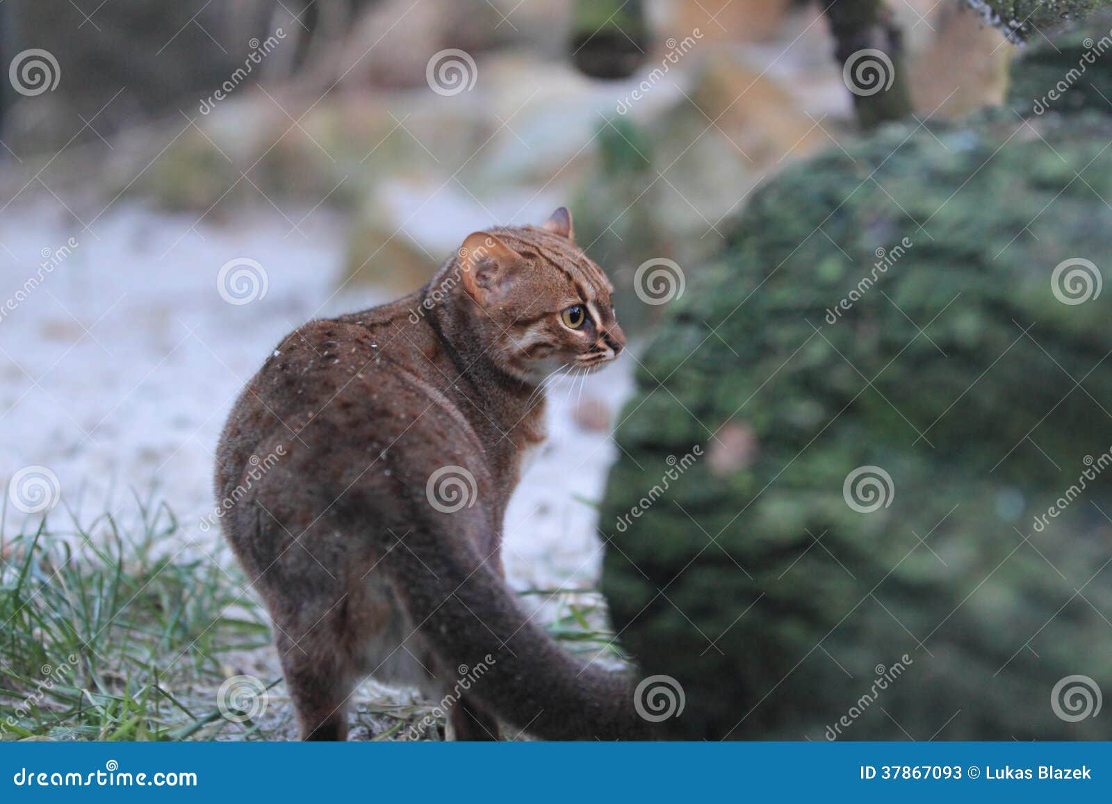 Rusty-spotted cat stock image. Image of lanka, stanidng - 37867093