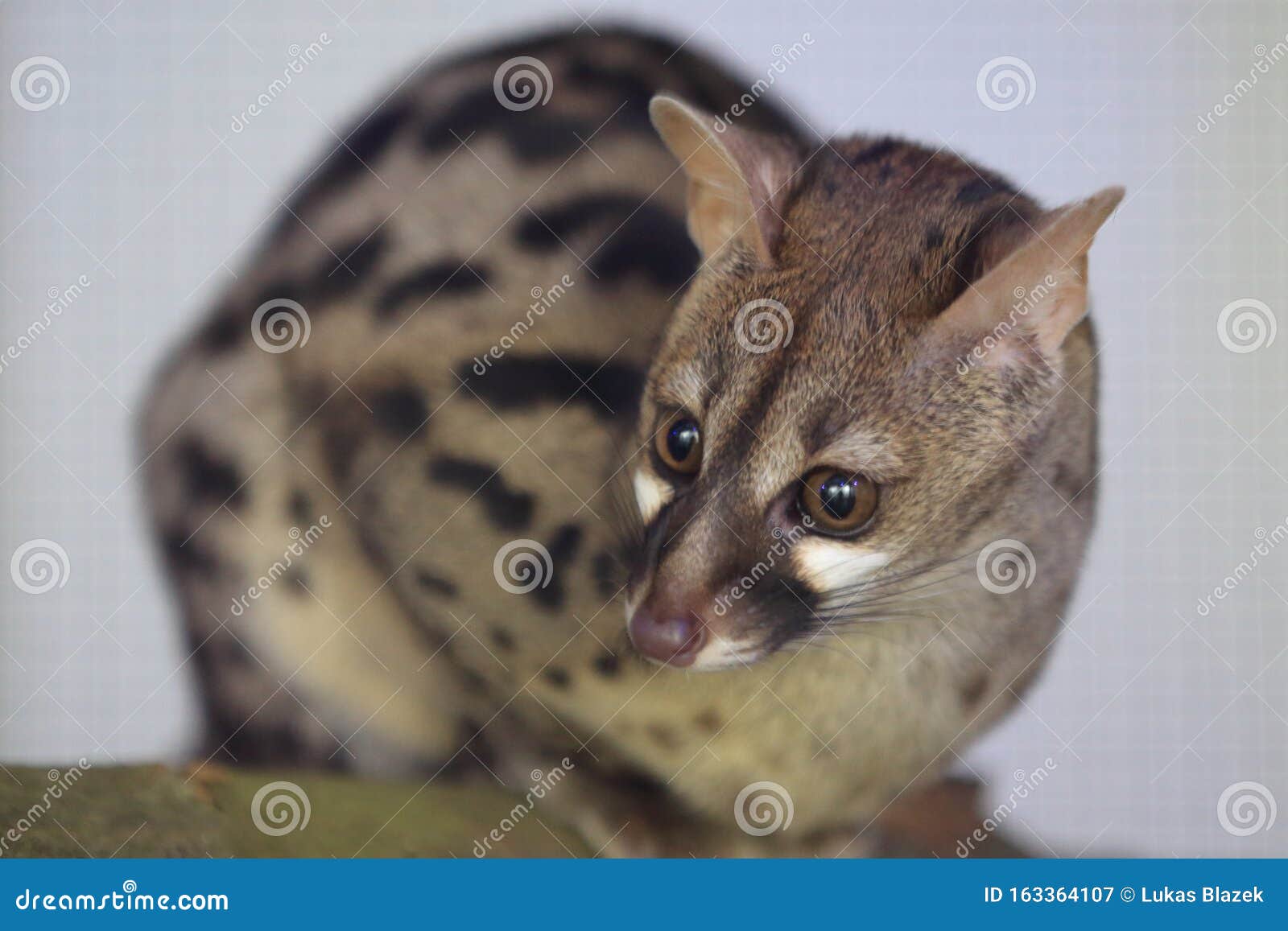 Rusty-spotted genet stock image. Image of maculata, wood - 163364107