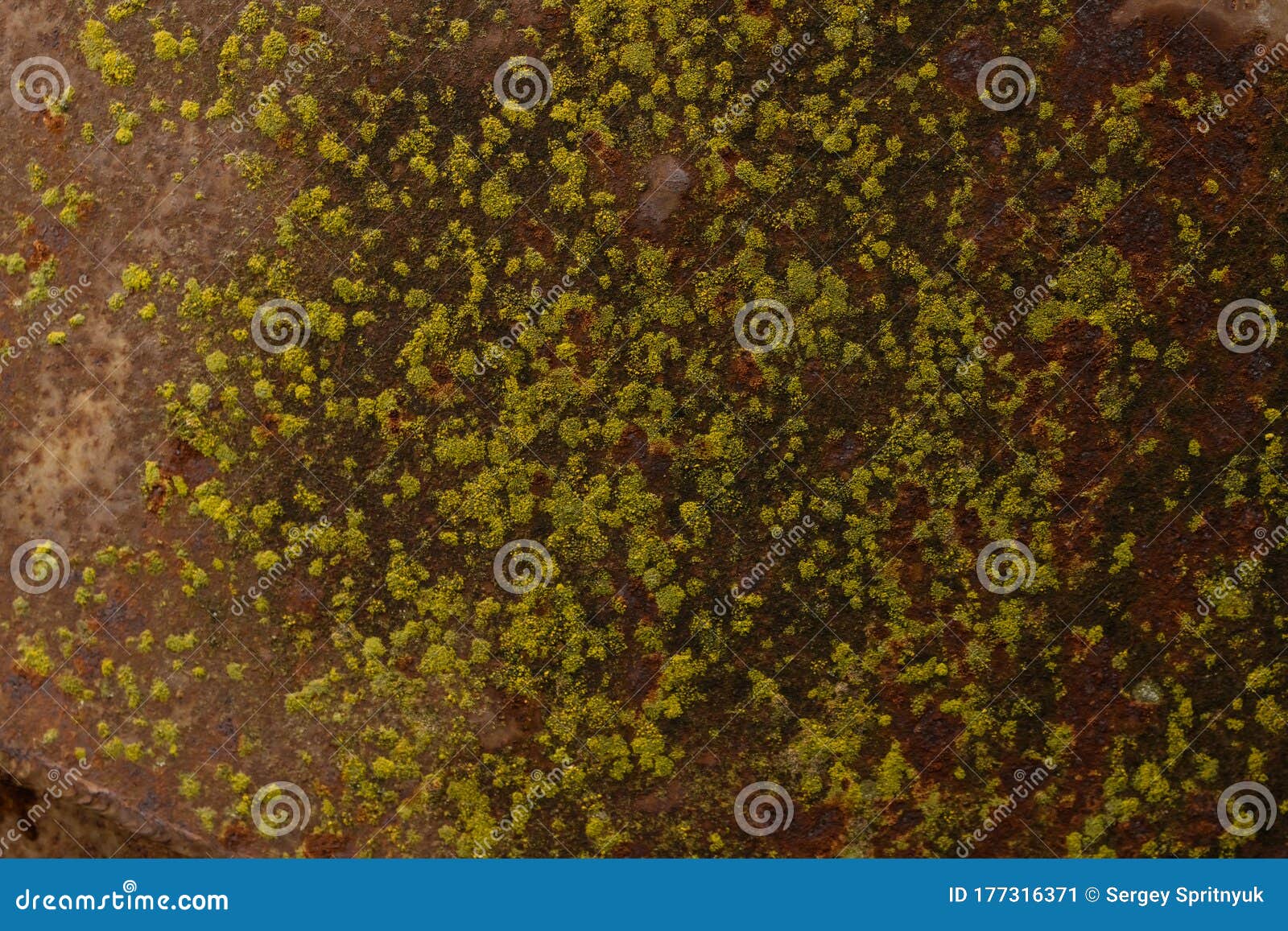Rusty Surface of an Iron Sheet Covered with Old Lichen Moss. Close-up ...