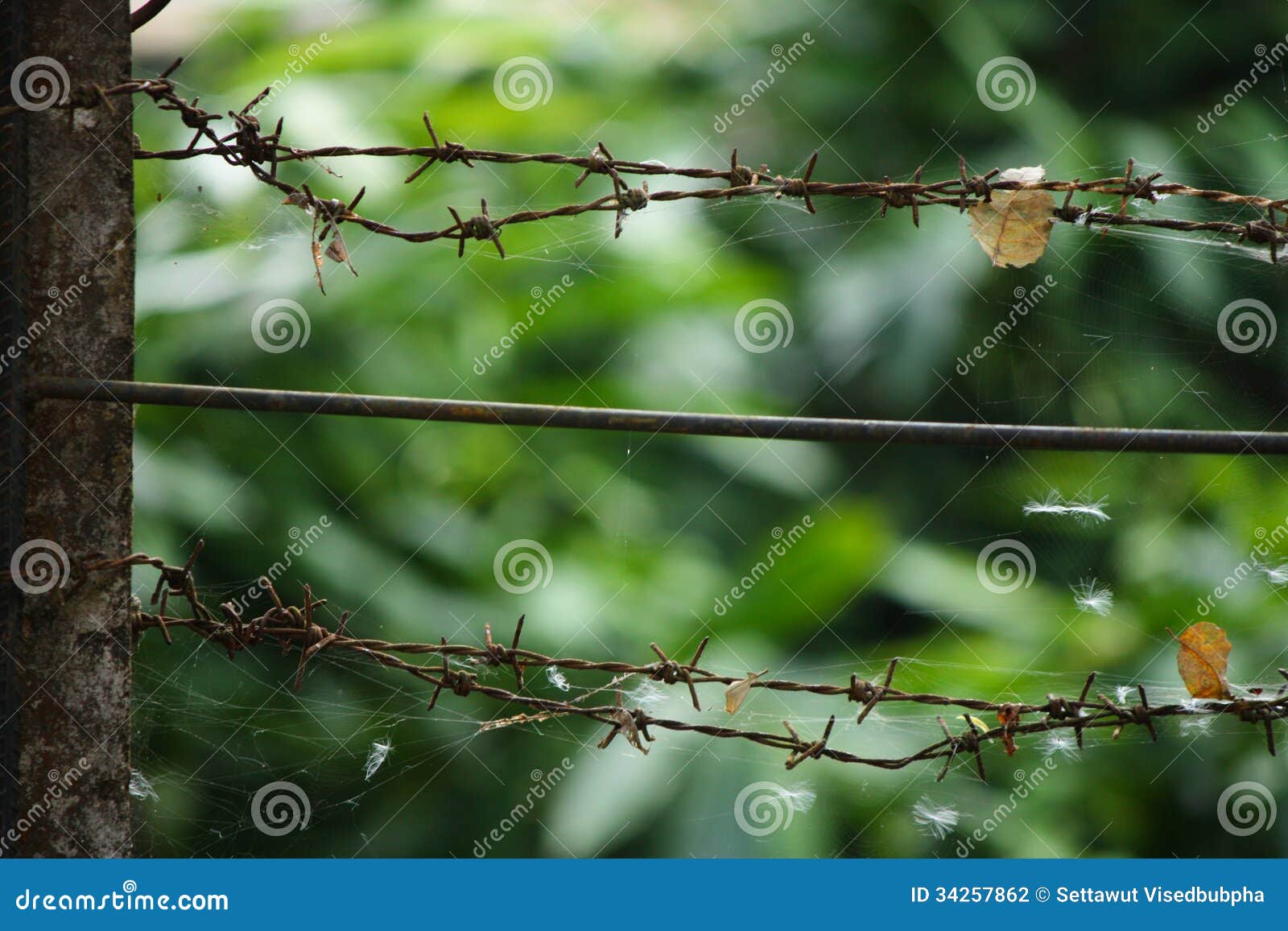 Rusty thorn fence stock photo. Image of wire, fence, prison - 34257862