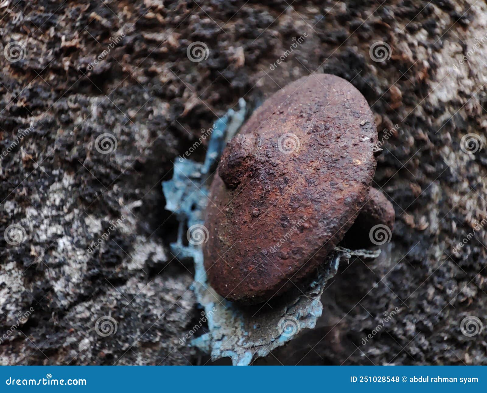 Rusty Thumbtack on an Old Wall Stock Photo - Image of wildlife, wall ...