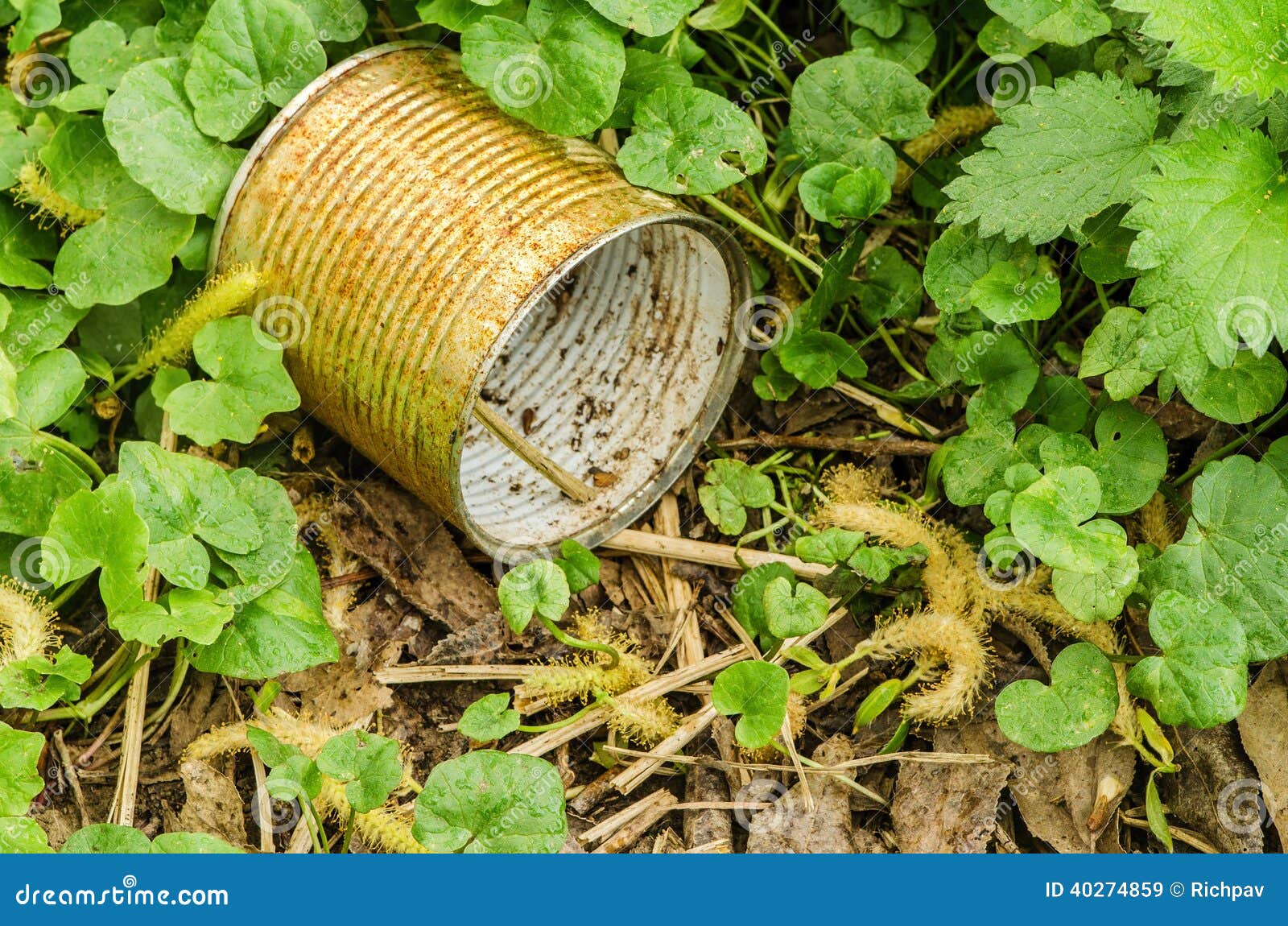Rusty tin in grass stock image. Image of canned, cans - 40274859