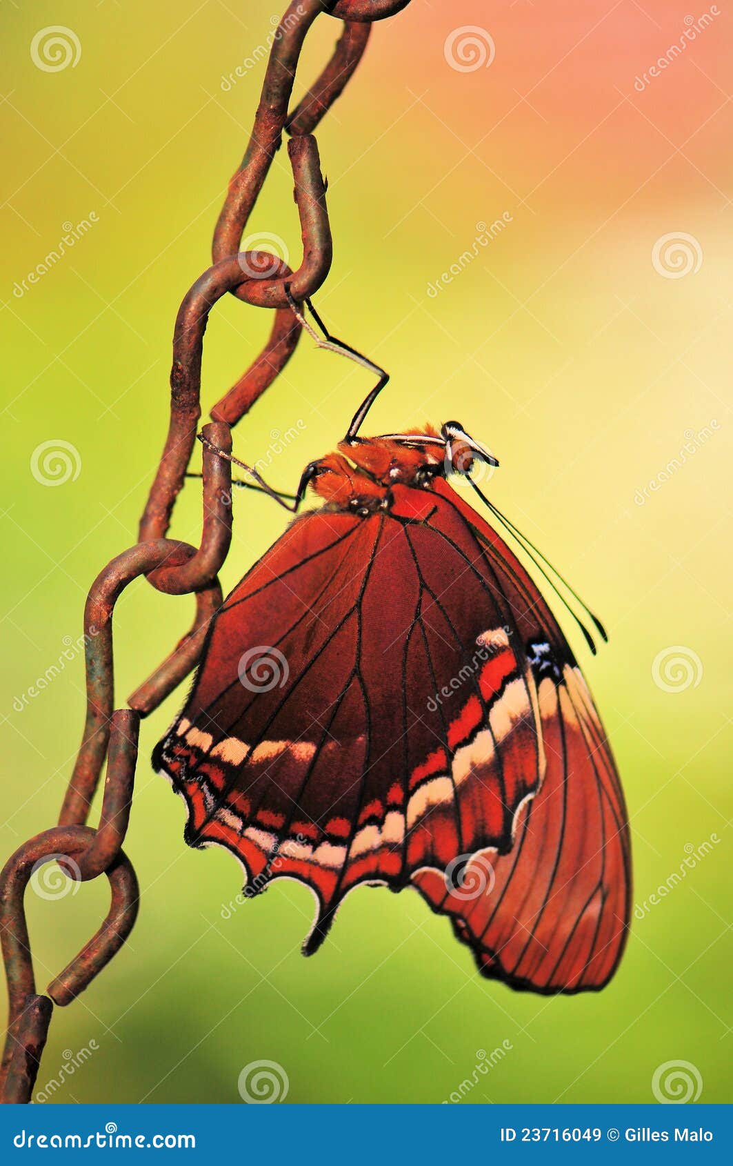 Rusty-tipped Page Butterfly Stock Image - Image of closeups, underside ...