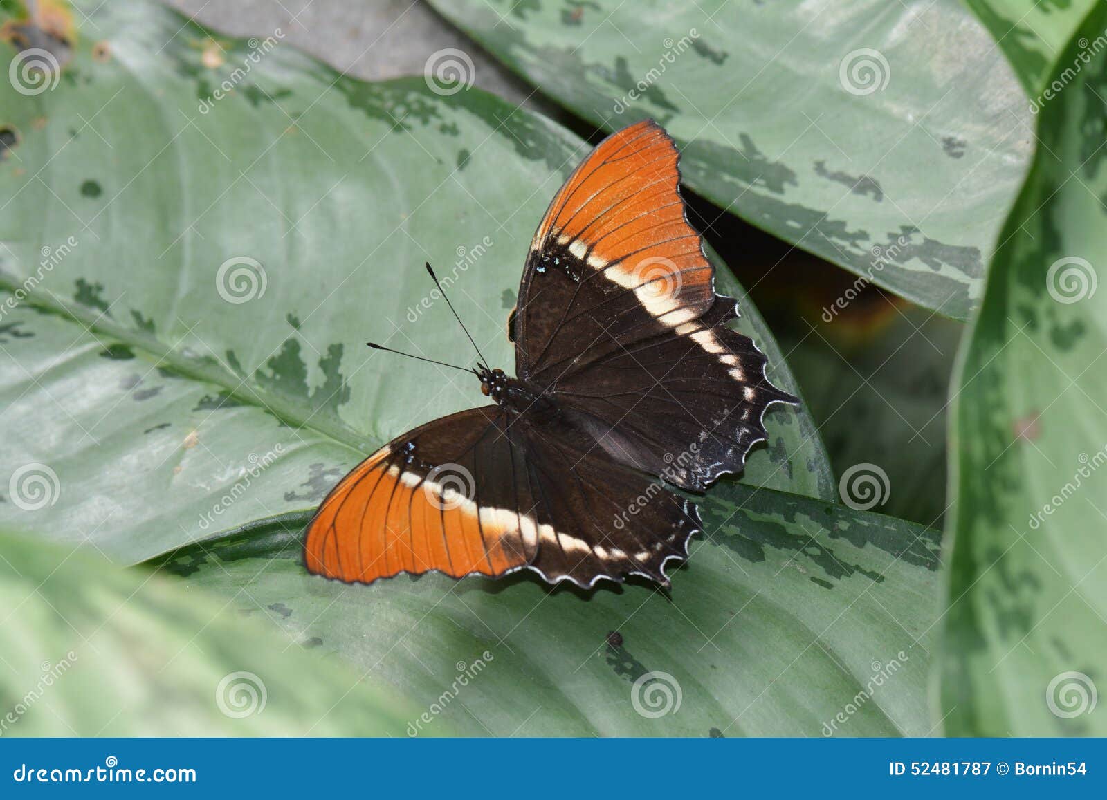 Rusty Tipped Page Butterfly Stock Image - Image of wildlife, fauna ...