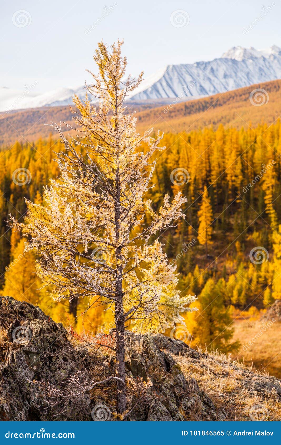 A Rusty Tree in the Mountains in Autumn. Stock Image - Image of fresh ...