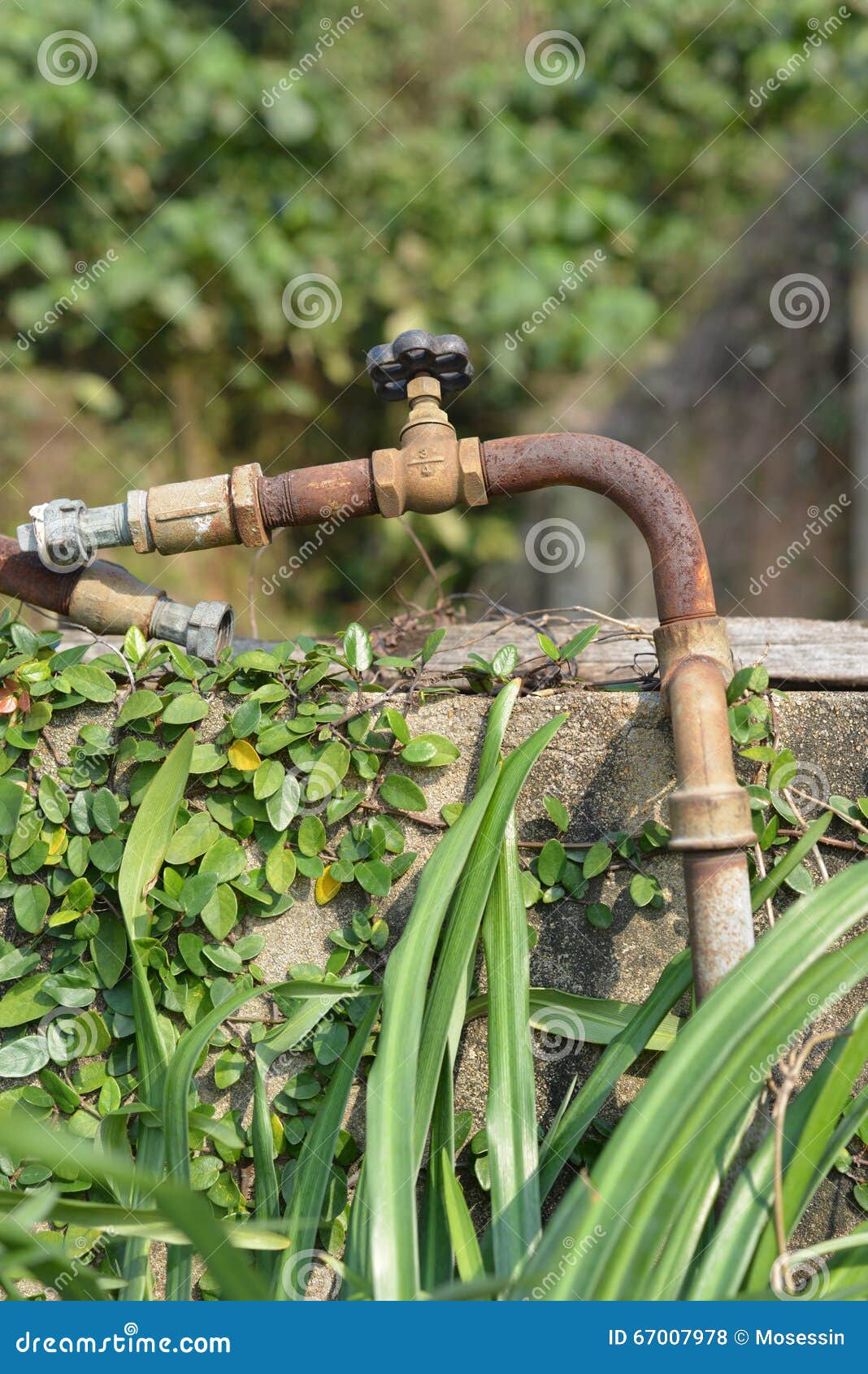 Rusty water tap stock photo. Image of ancient, plant - 67007978