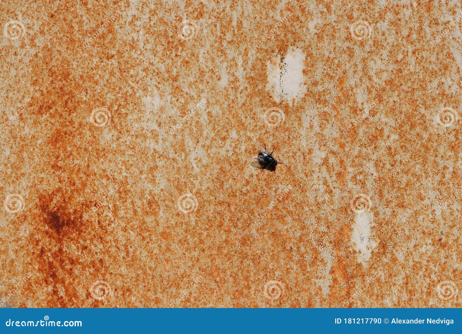 Rusty White Painted Wall Texture with Fly Stock Photo - Image of ...