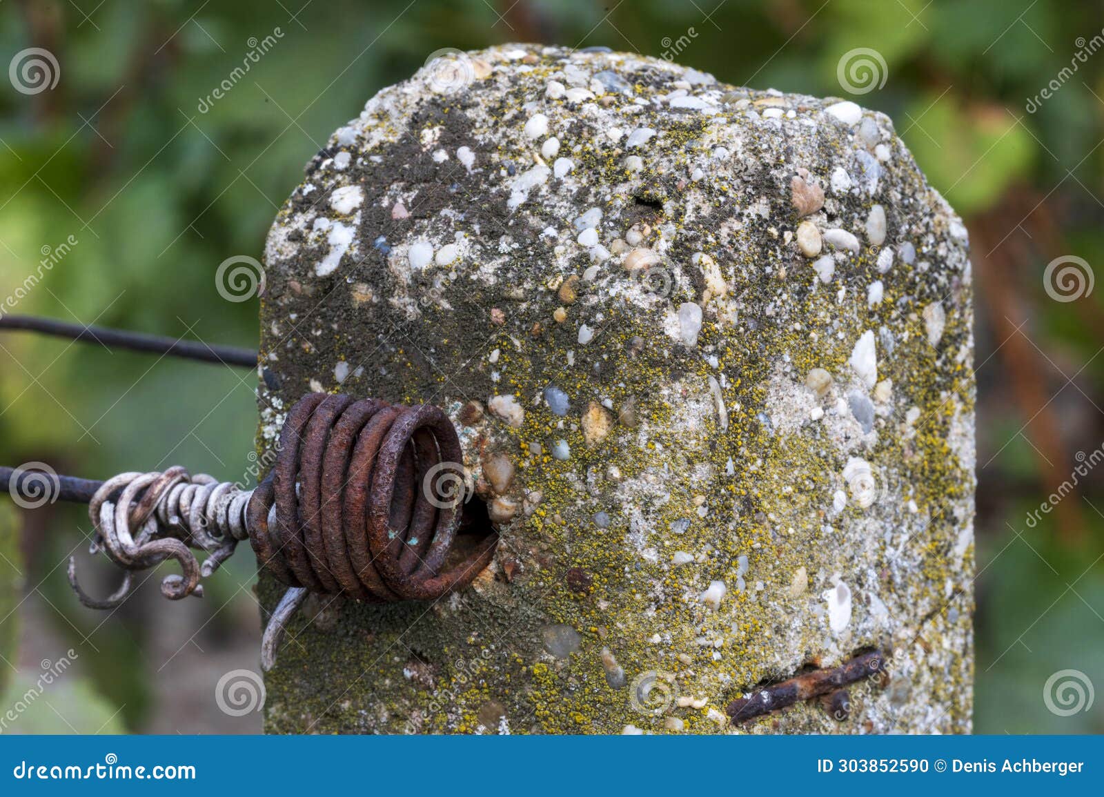 Rusty Wire Spring. Termination of the Wire on the Vineyard Concrete ...